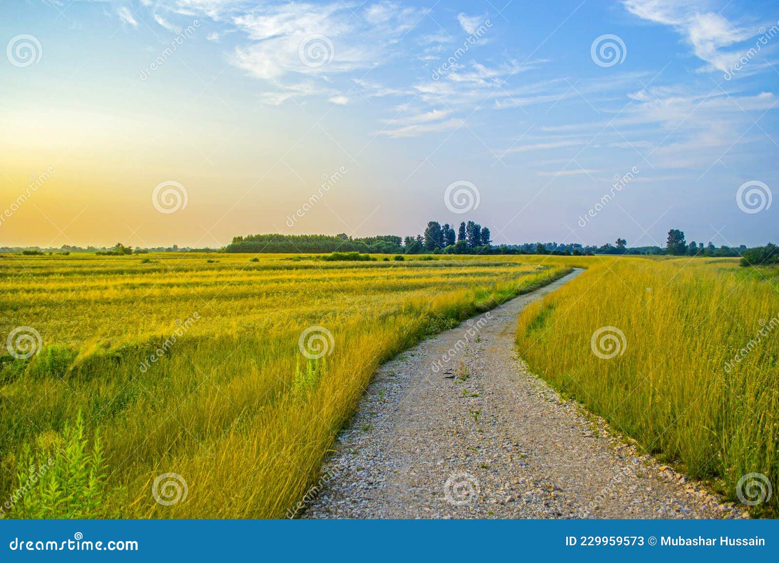 Morning Sun Rise View in the Fields Stock Image - Image of view, rise ...