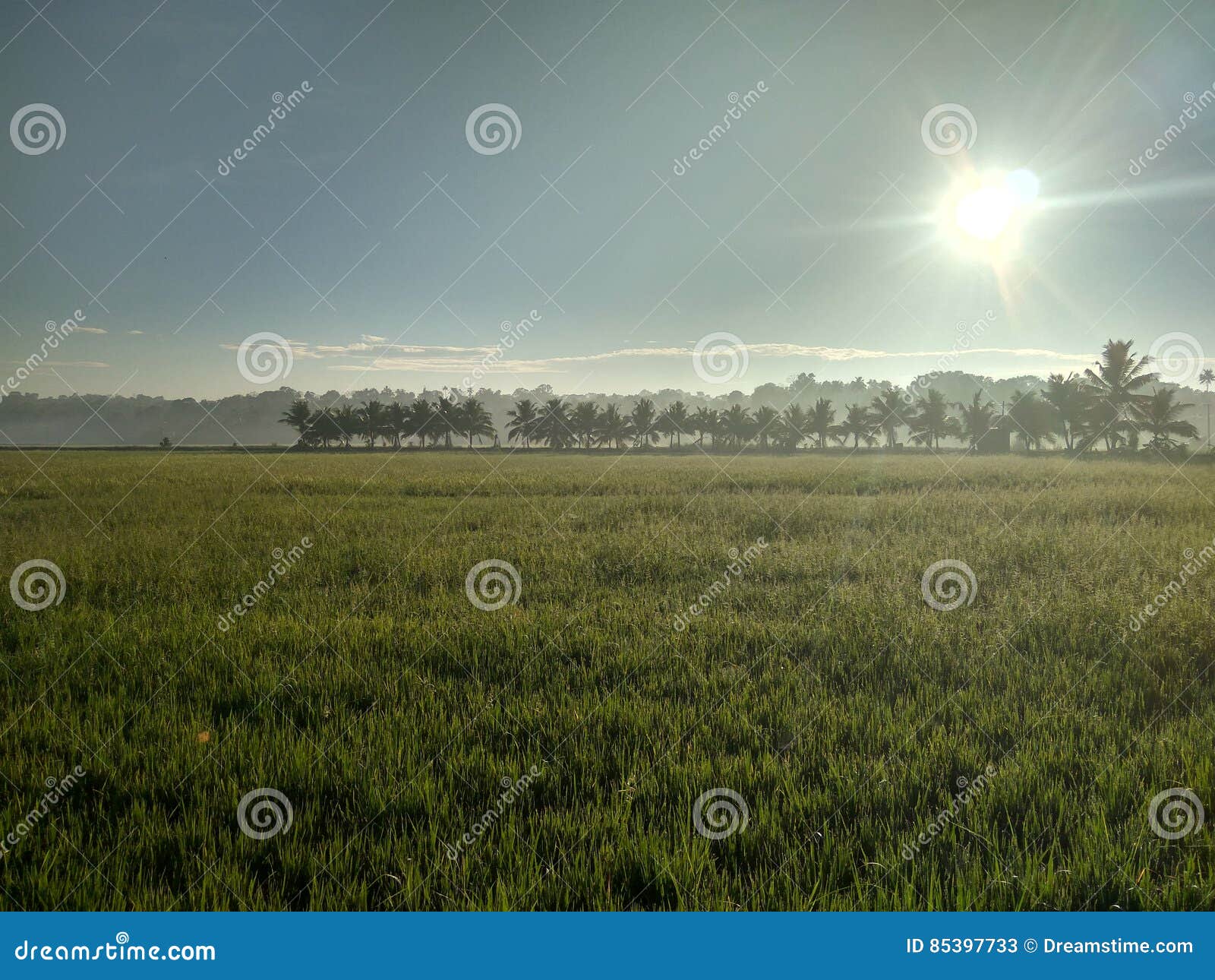 Morning Sun Shine stock image. Image of farm, grass, plain - 85397733