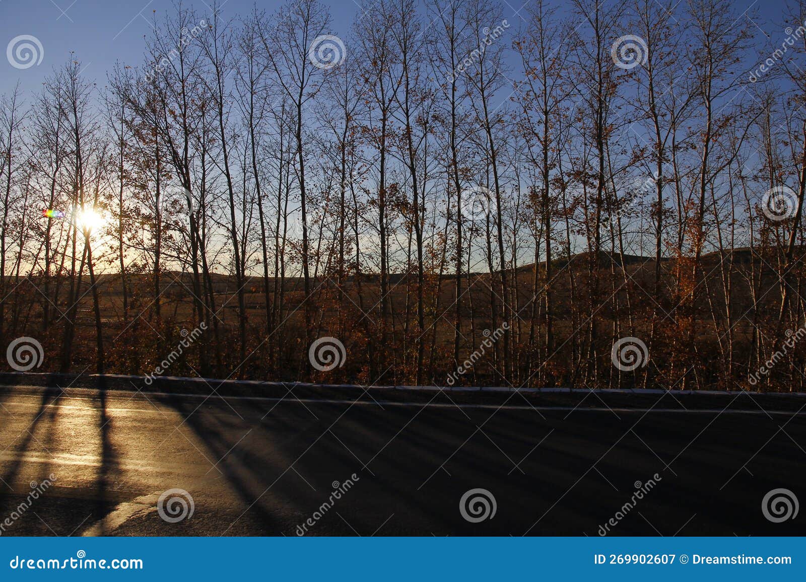 The Morning Sun Shines on the Road through the Trees Stock Image ...