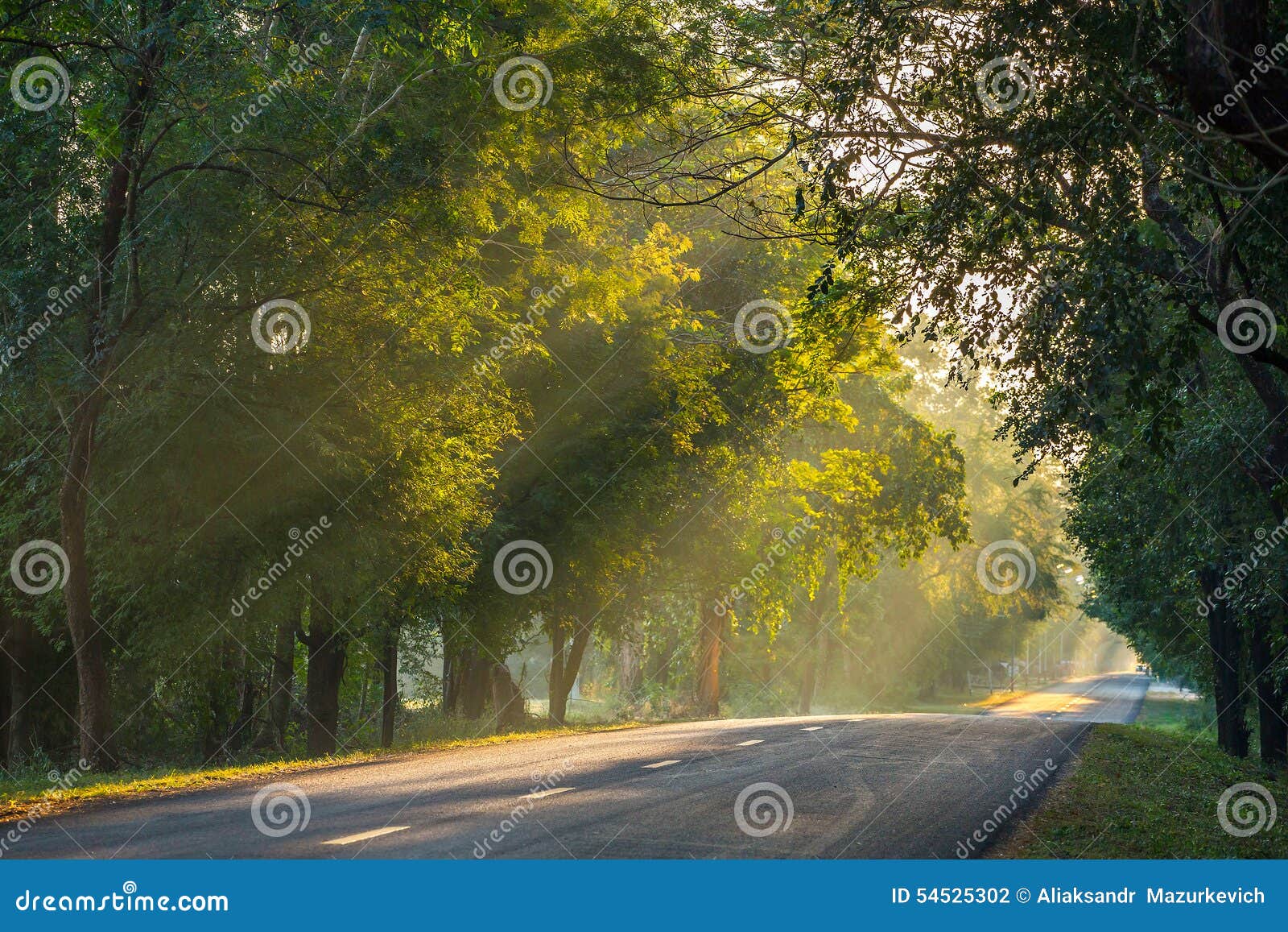 Morning Sun Shining on the Country Road. Stock Photo - Image of scenic ...