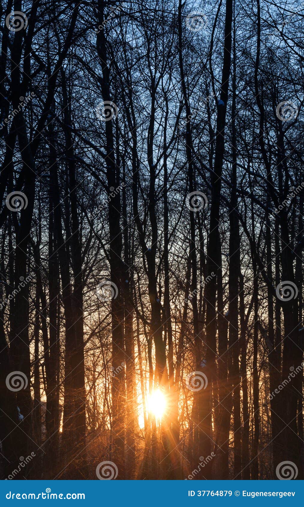 Morning Sun is Shining through Tall Trees Stock Image - Image of ...