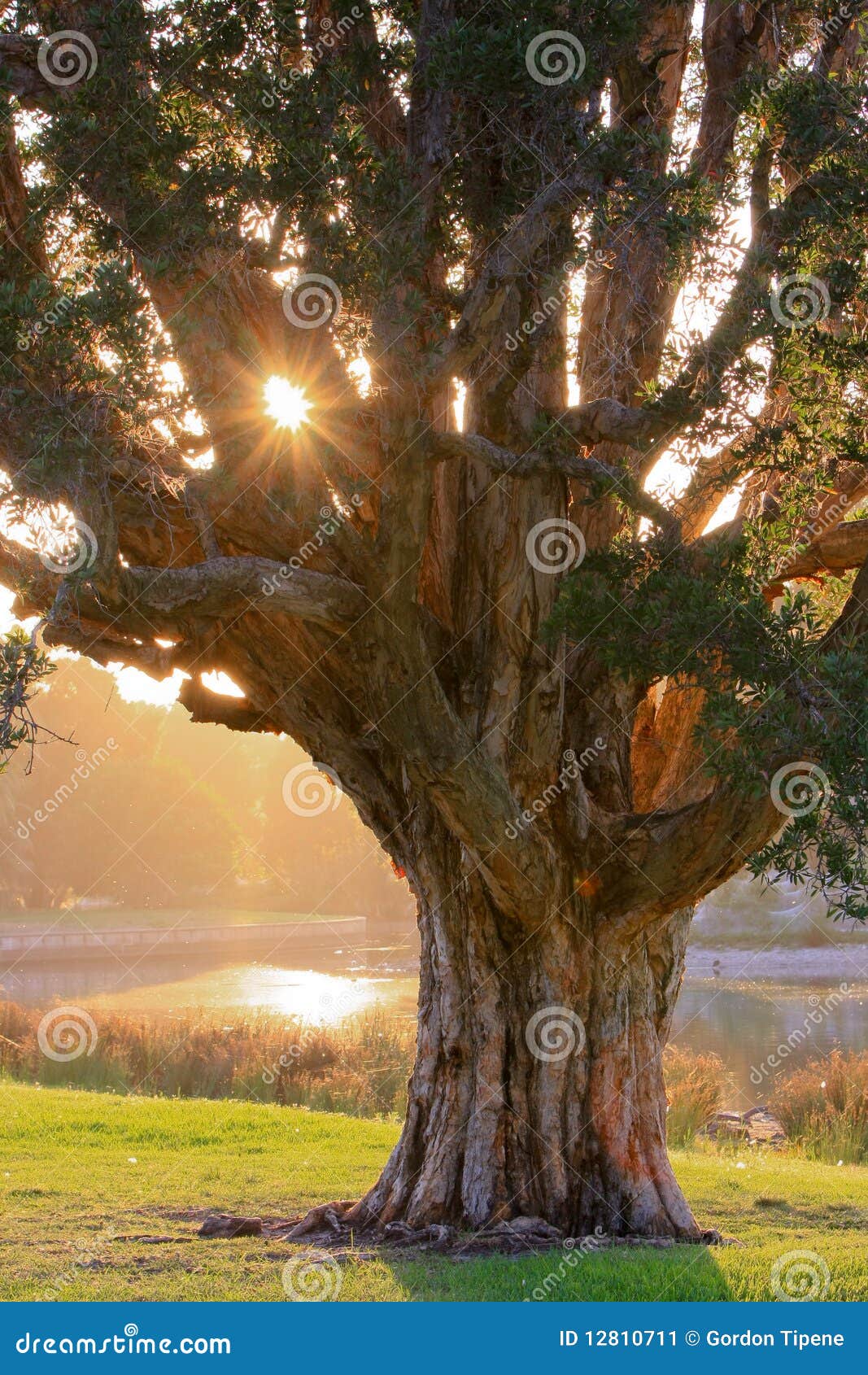 Morning Sun Shining through Trees Stock Image - Image of nature, tree ...