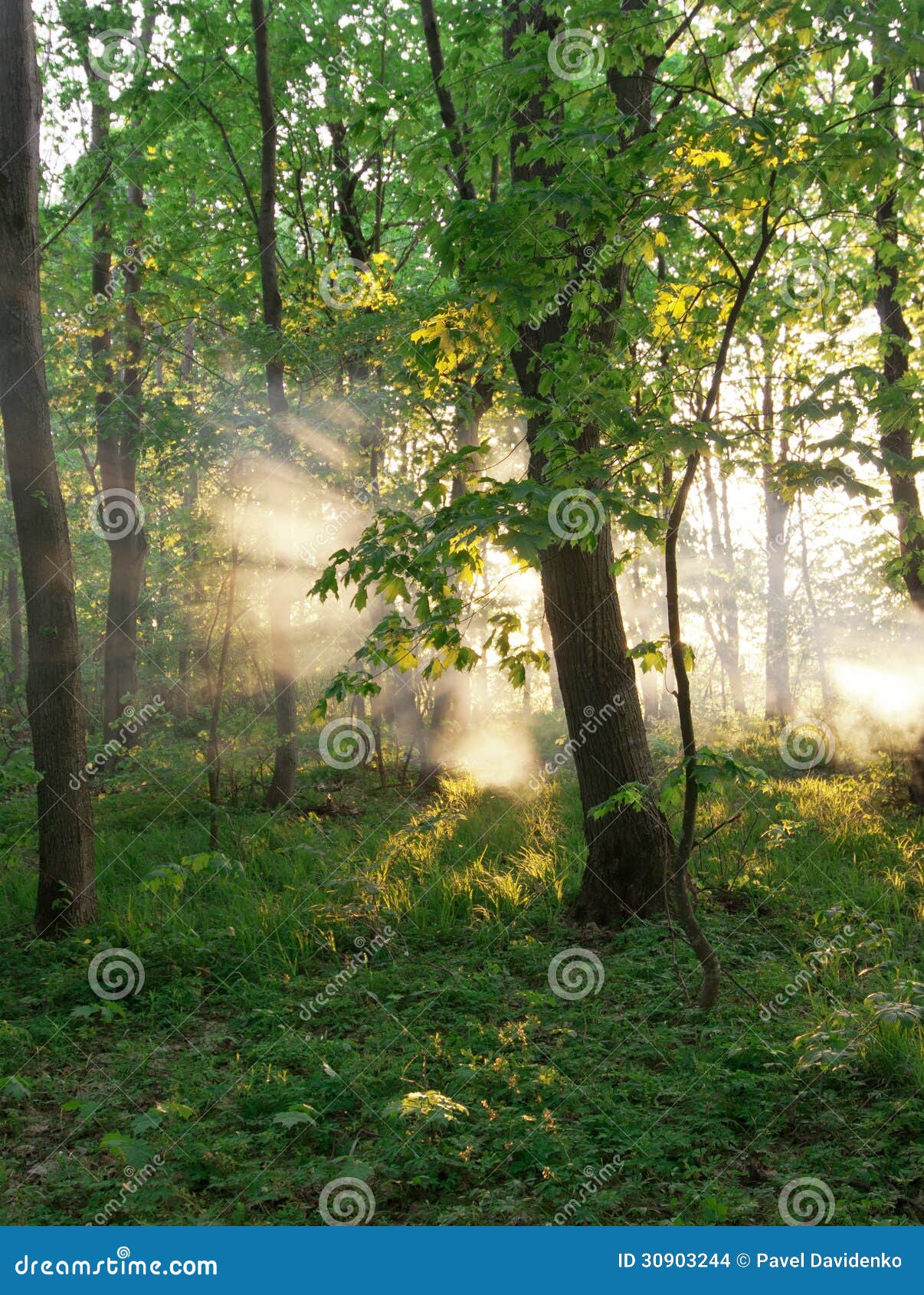Morning sun. stock photo. Image of sunbeam, foliage, sunlight - 30903244