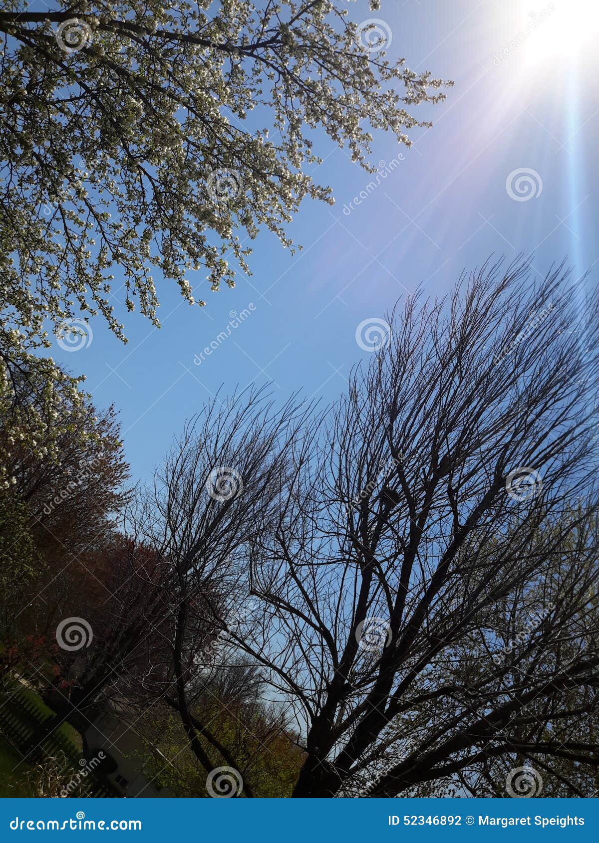 Morning sun. stock photo. Image of sunbeams, winter, rays - 52346892