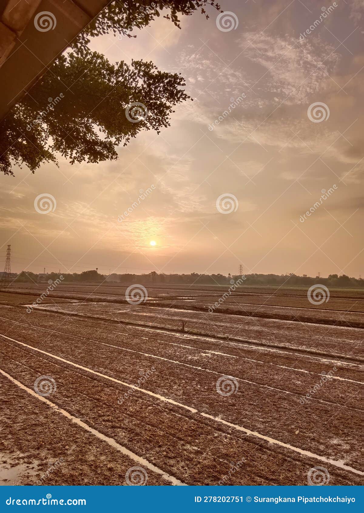 Morning Sun and Sunshine, Rice Fields, Pagoda View Stock Image - Image ...