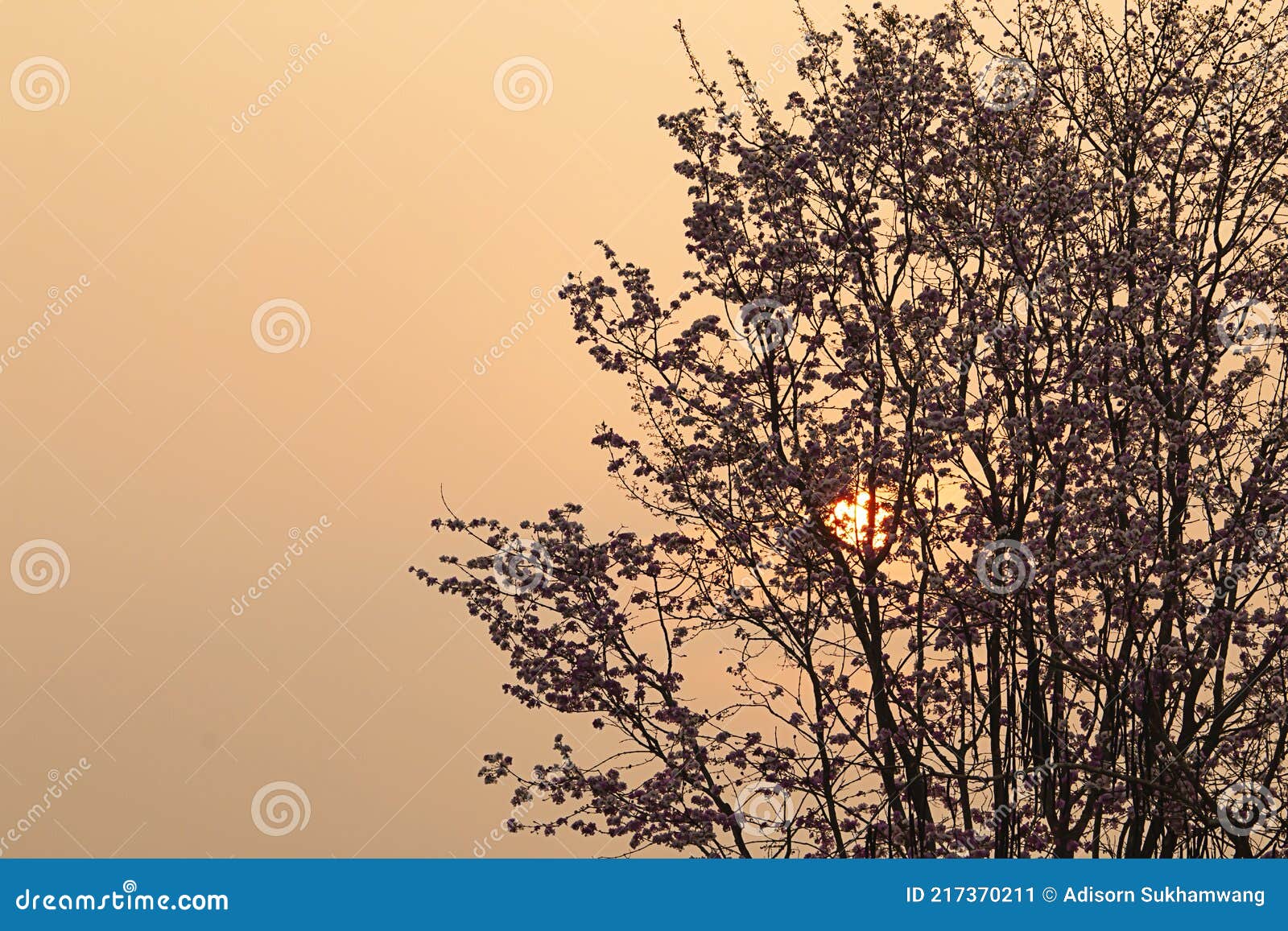 Morning Sun through the Trees Stock Image - Image of leaf, plant: 217370211