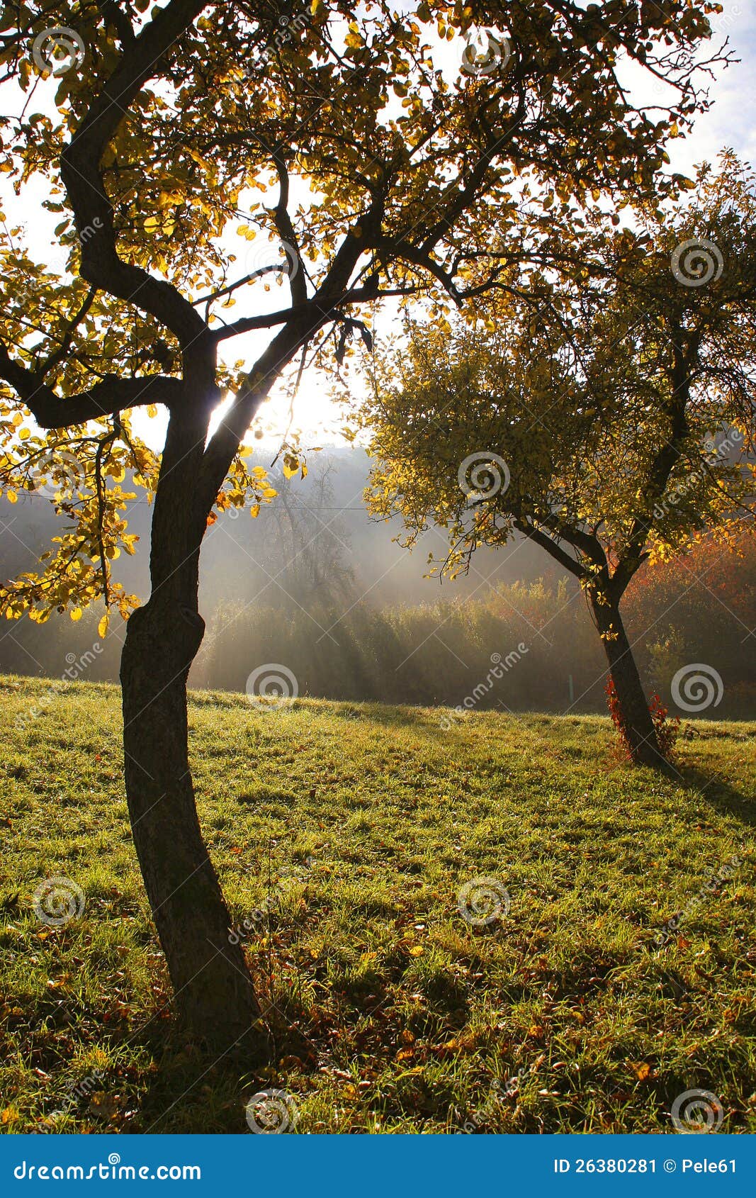 Morning sun in the trees stock image. Image of morning - 26380281
