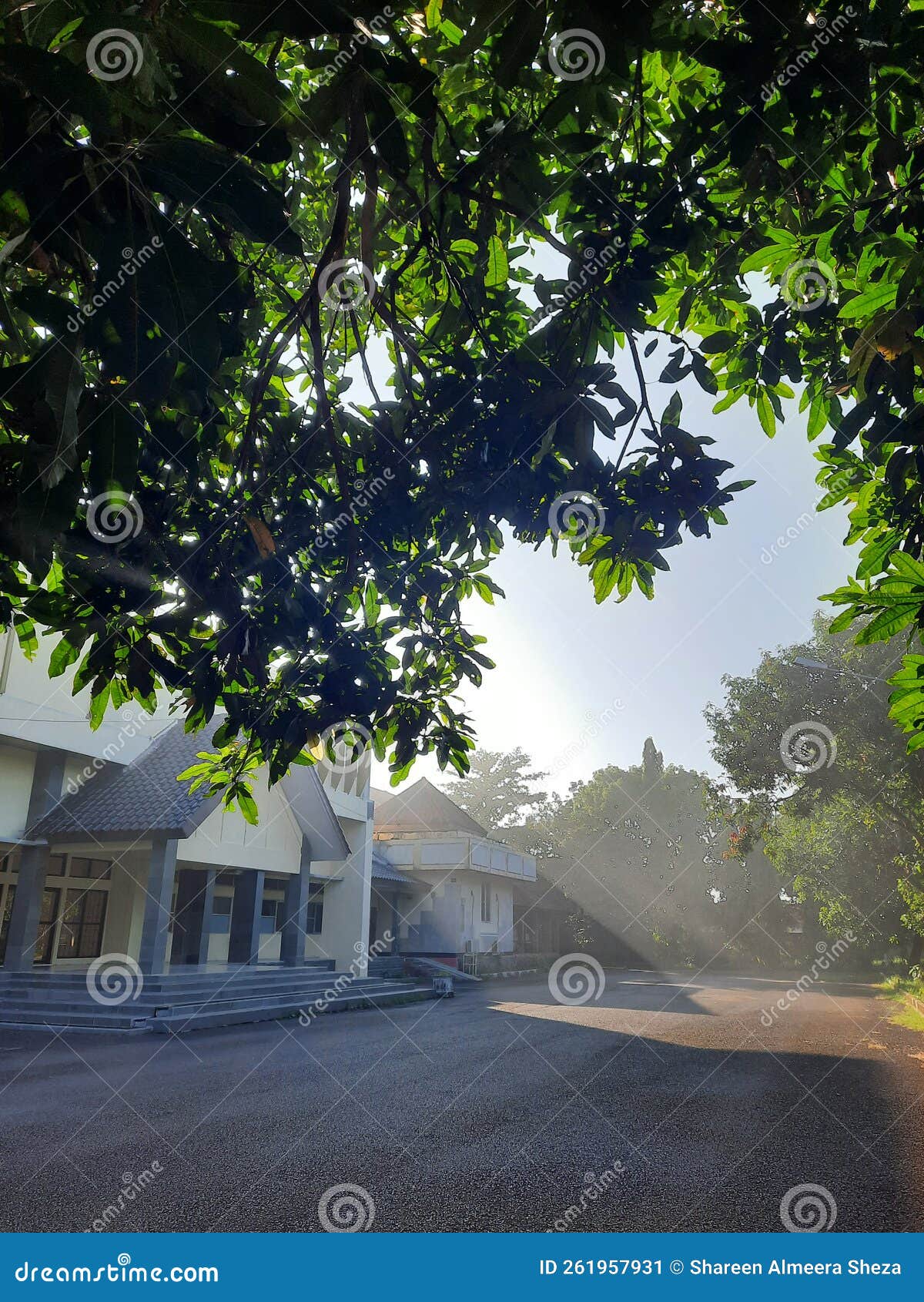 Morning Sun Under a Shady Tree Stock Image - Image of sunshine, campus ...