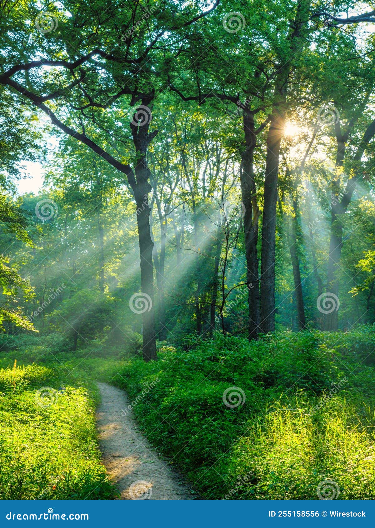 Morning Forest Sunbeams stock photo. Image of deciduous - 255158556