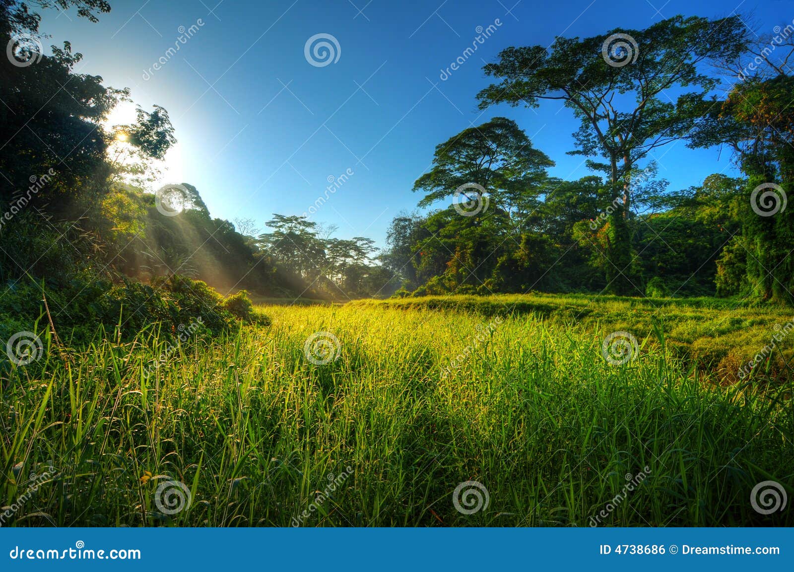 Morning Sunbeams in Nature Landscape Stock Photo - Image of green ...