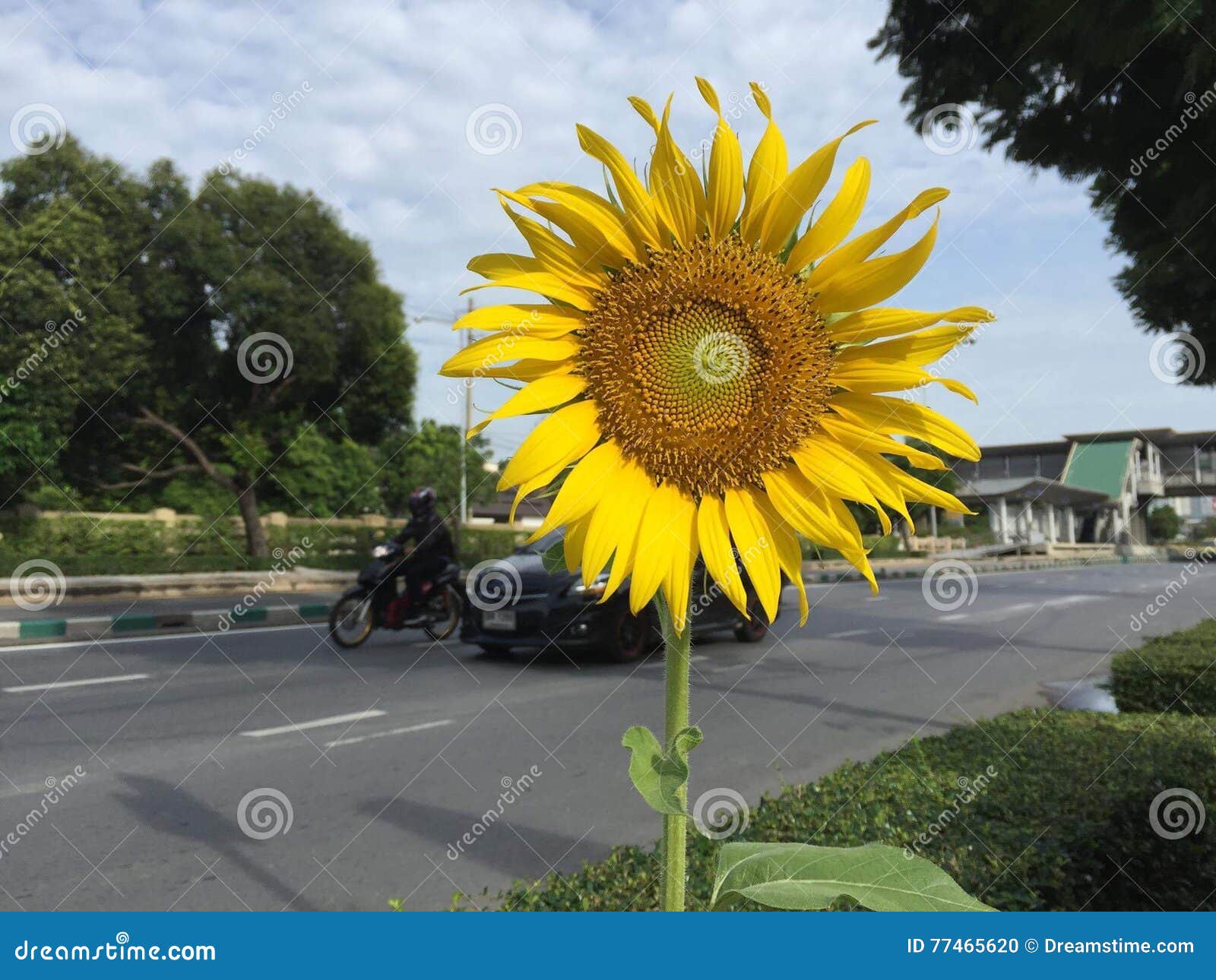 Morning sunflower stock photo. Image of daylight, morning - 77465620