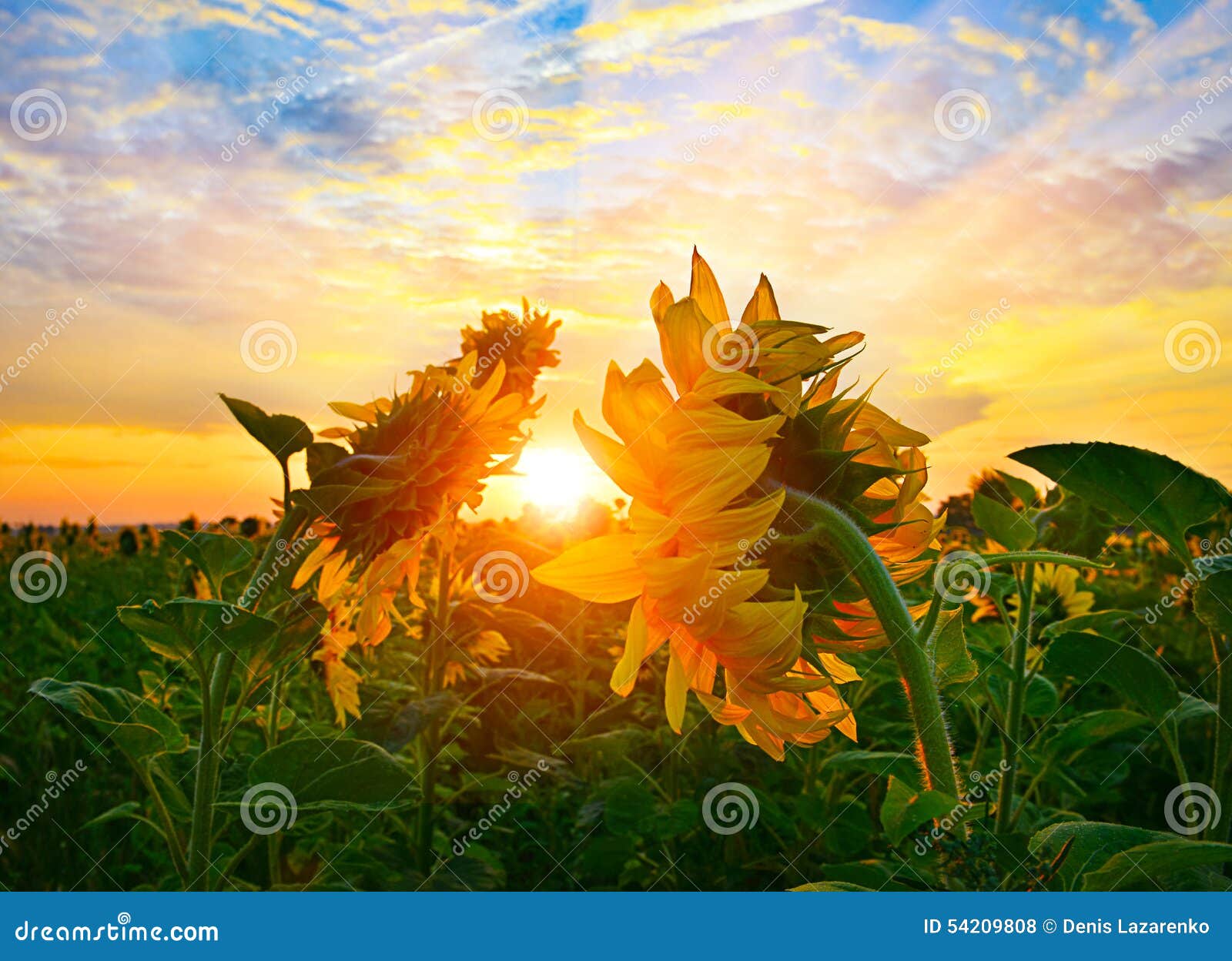 Morning sunflowers stock photo. Image of field, countryside - 54209808
