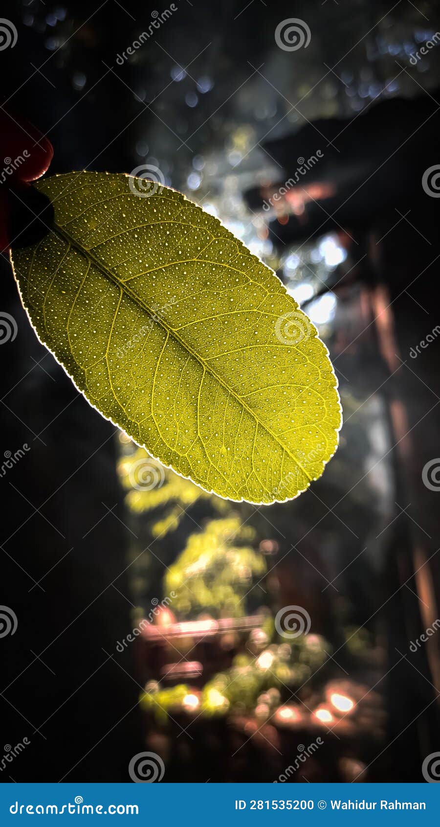 Morning Sunlight Come from Behind the Leave. Stock Photo - Image of ...