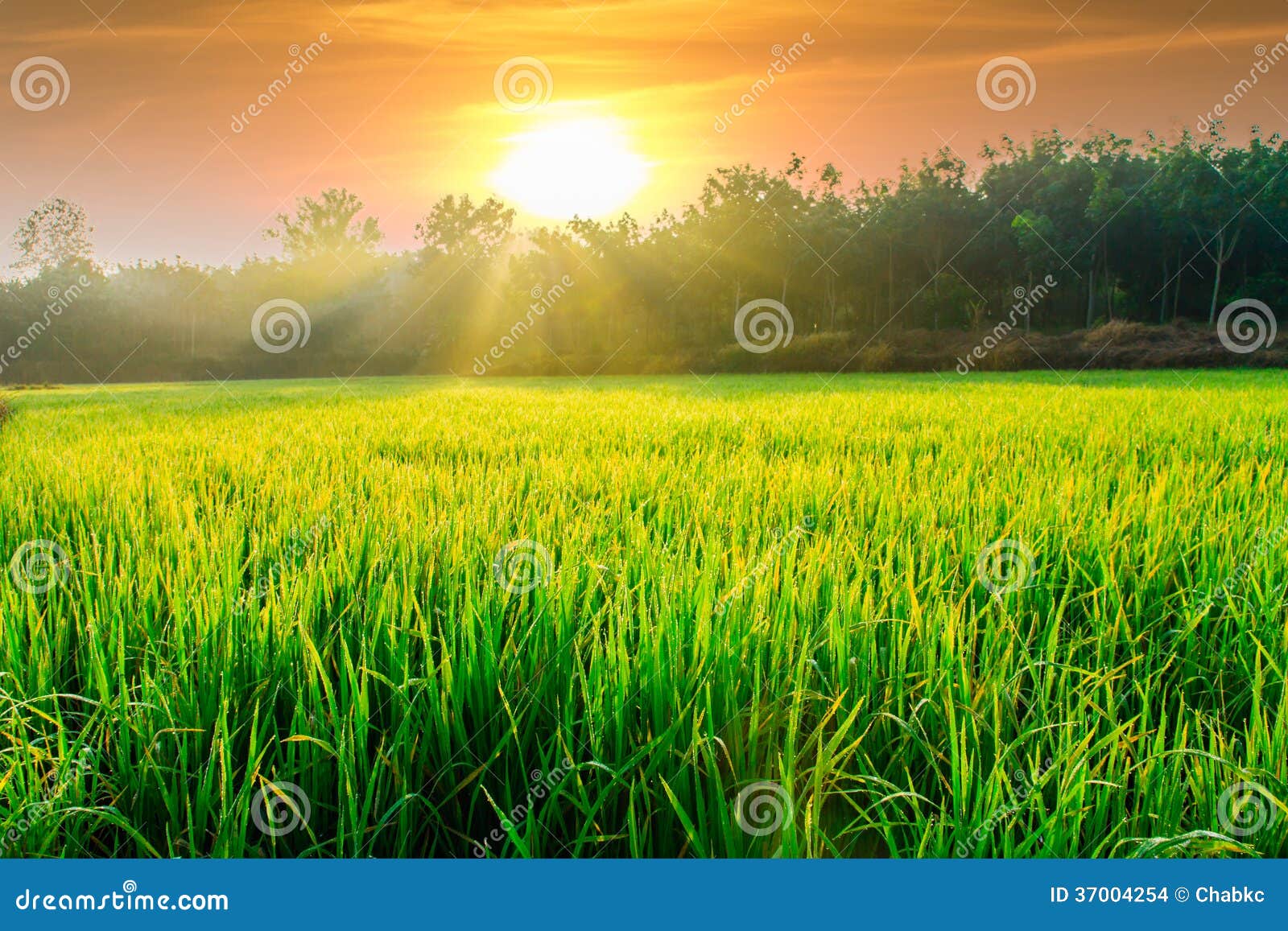 Morning Sunlight with Green Rice Fields Stock Photo - Image of farmland ...