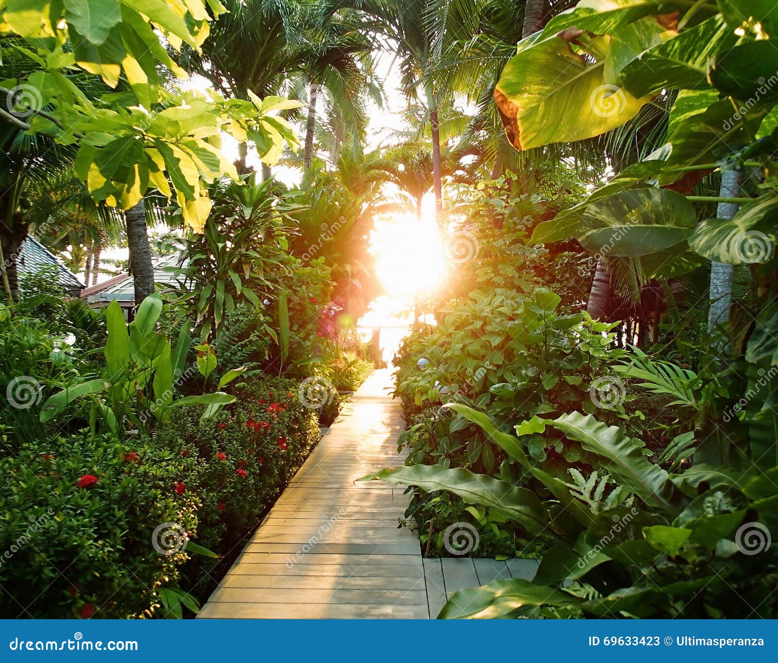 Morning Sunlight in Greenery, Pathway in Tropic Jungle Stock Image ...