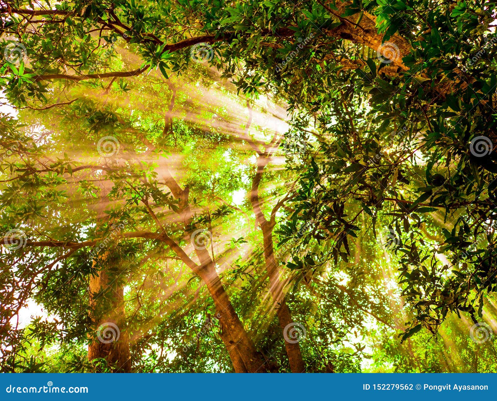 Morning Sunlight Shining through the Big Green Trees in the Forest ...