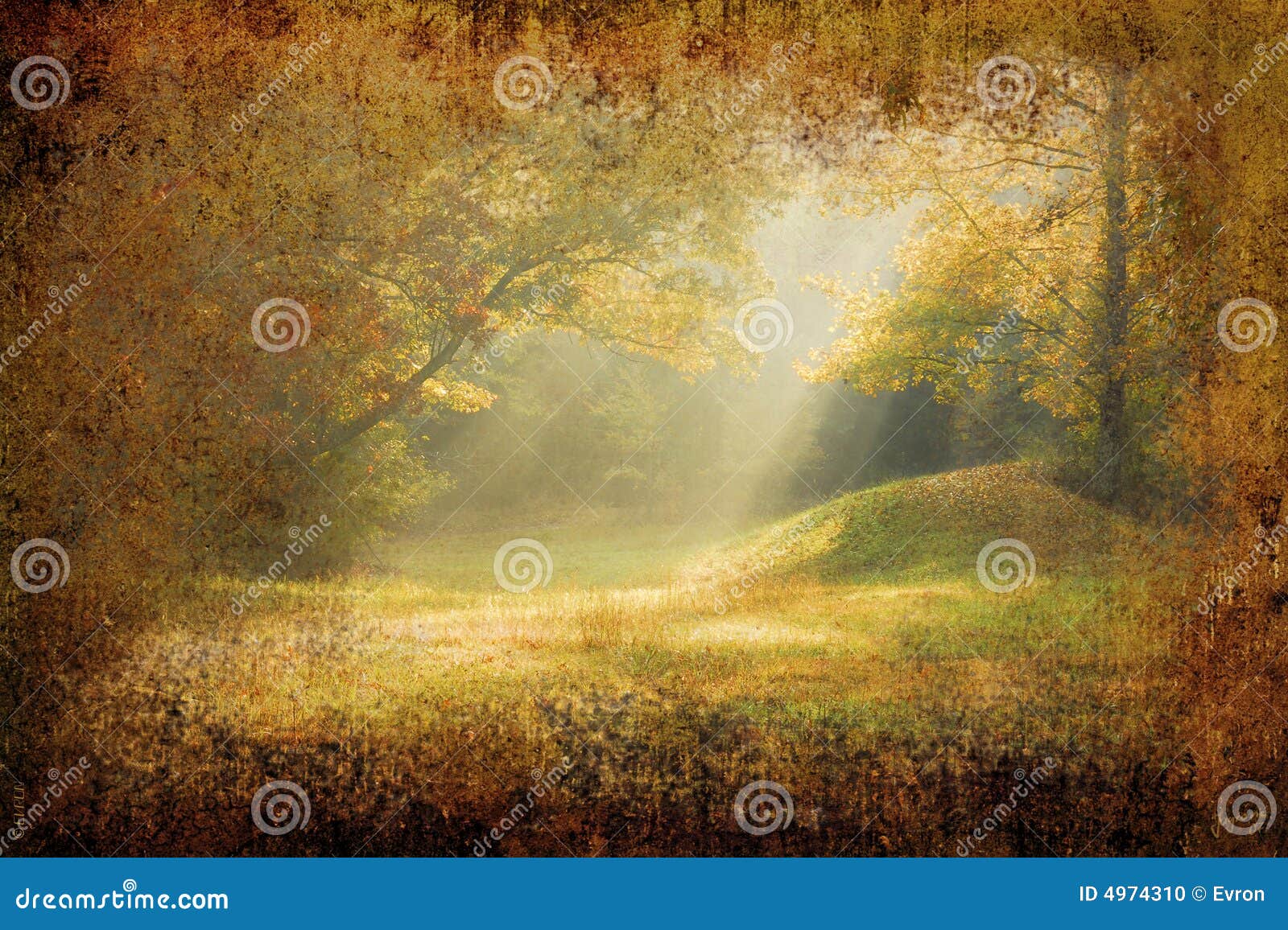 Morning Sunrays Falling on a Forest Glade Stock Photo - Image of calm ...