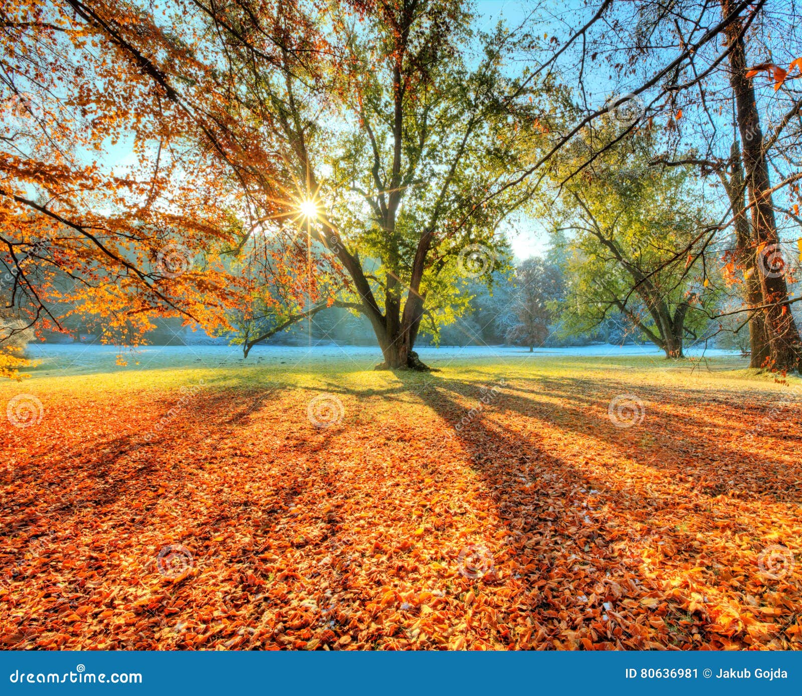 Morning Sunrays in Late Autumn Forest Stock Image - Image of brown ...