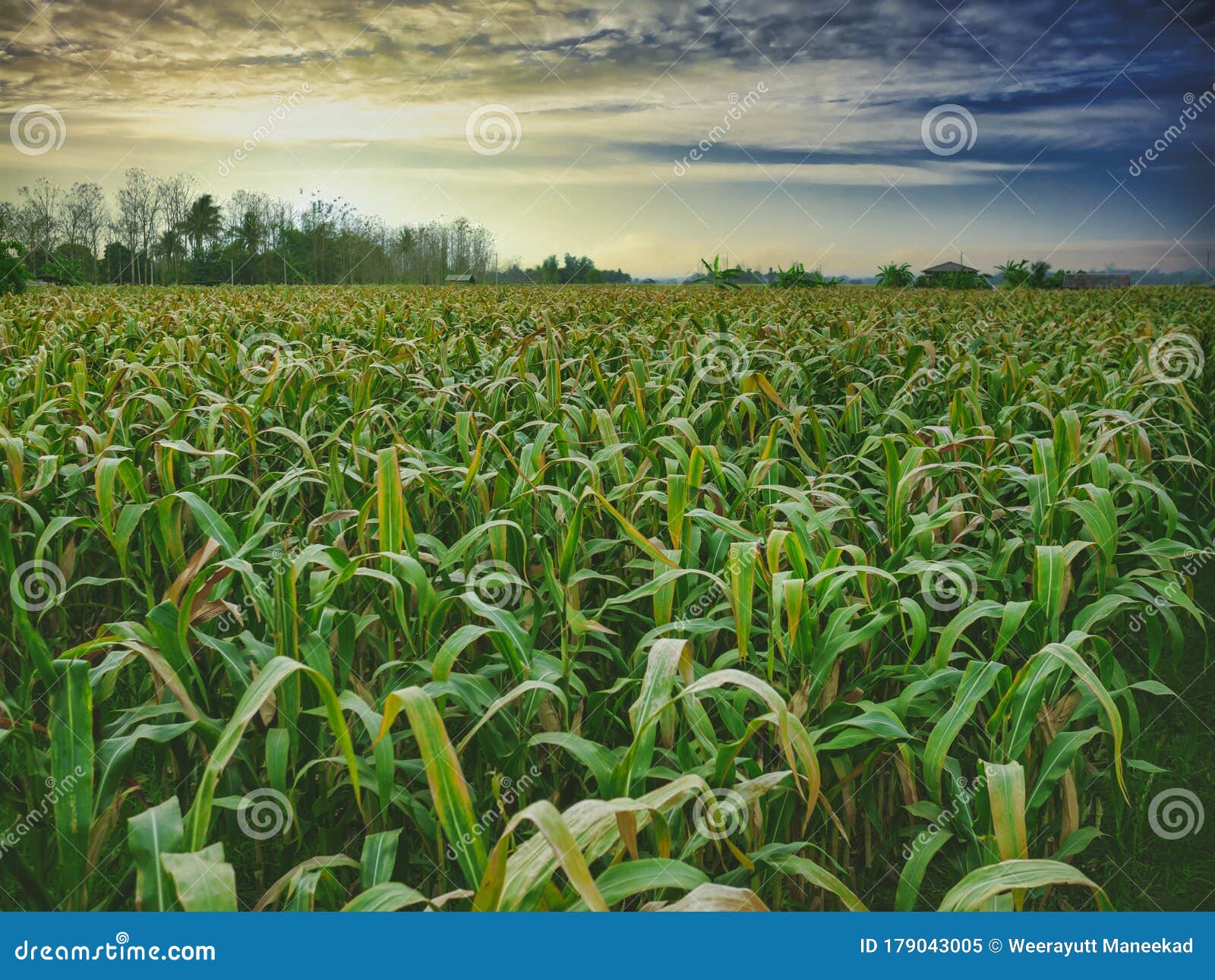 Morning Sunrise and Hard Cloud Over the Corn Field Stock Image - Image ...