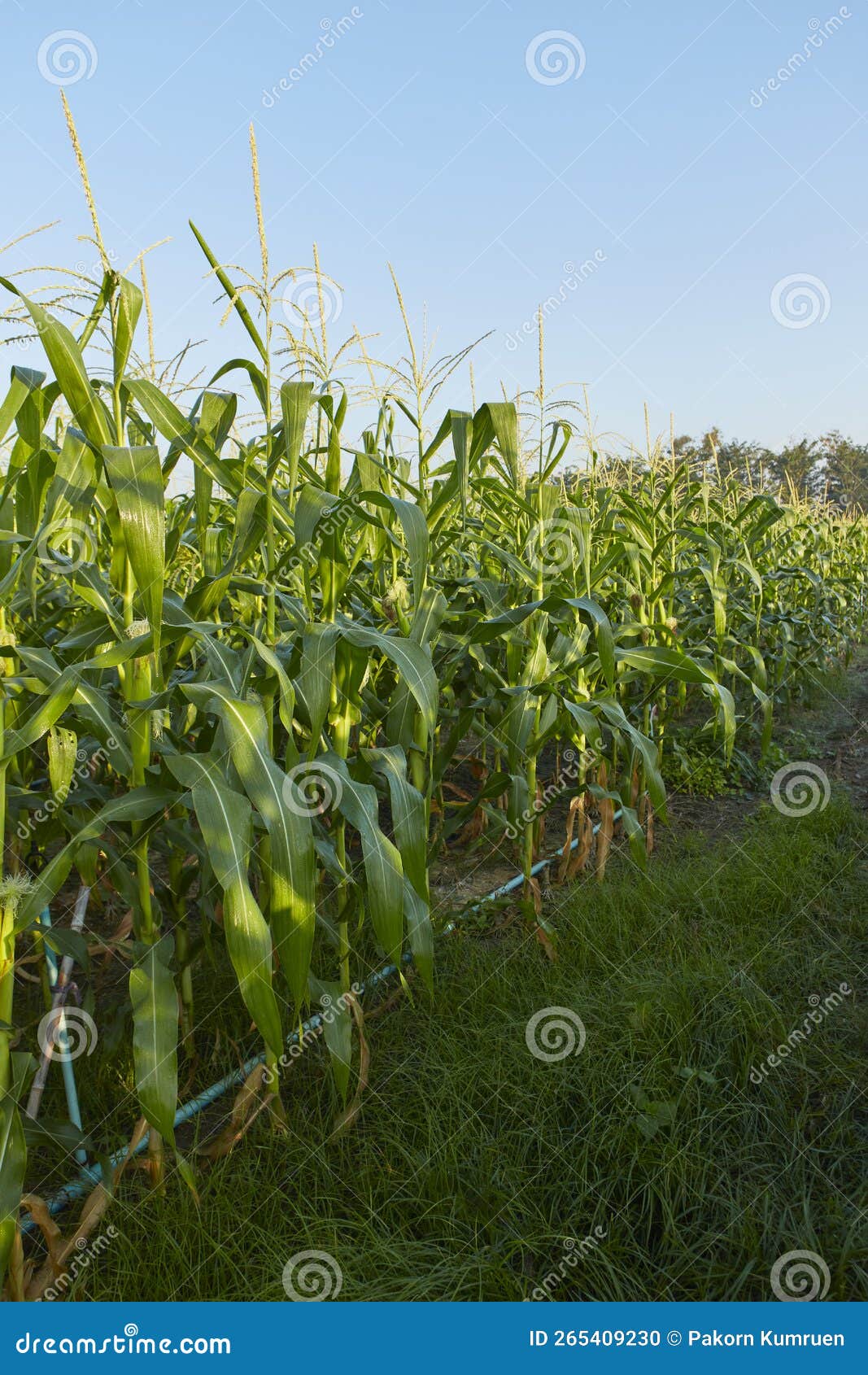 Morning Sunrise Over the Corn Field Stock Photo - Image of industries ...