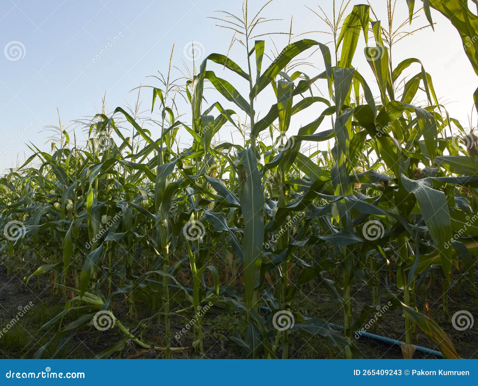 Morning Sunrise Over the Corn Field Stock Image - Image of meadows ...