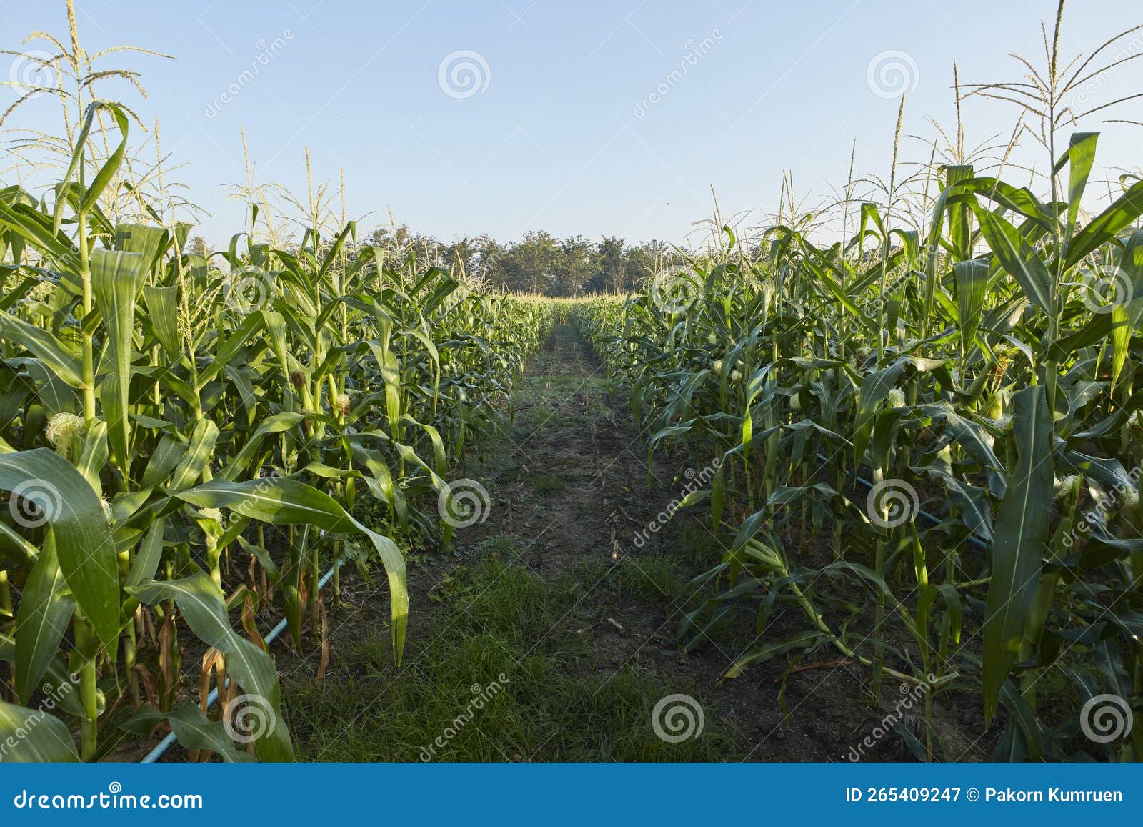 Morning Sunrise Over the Corn Field Stock Image - Image of produces ...