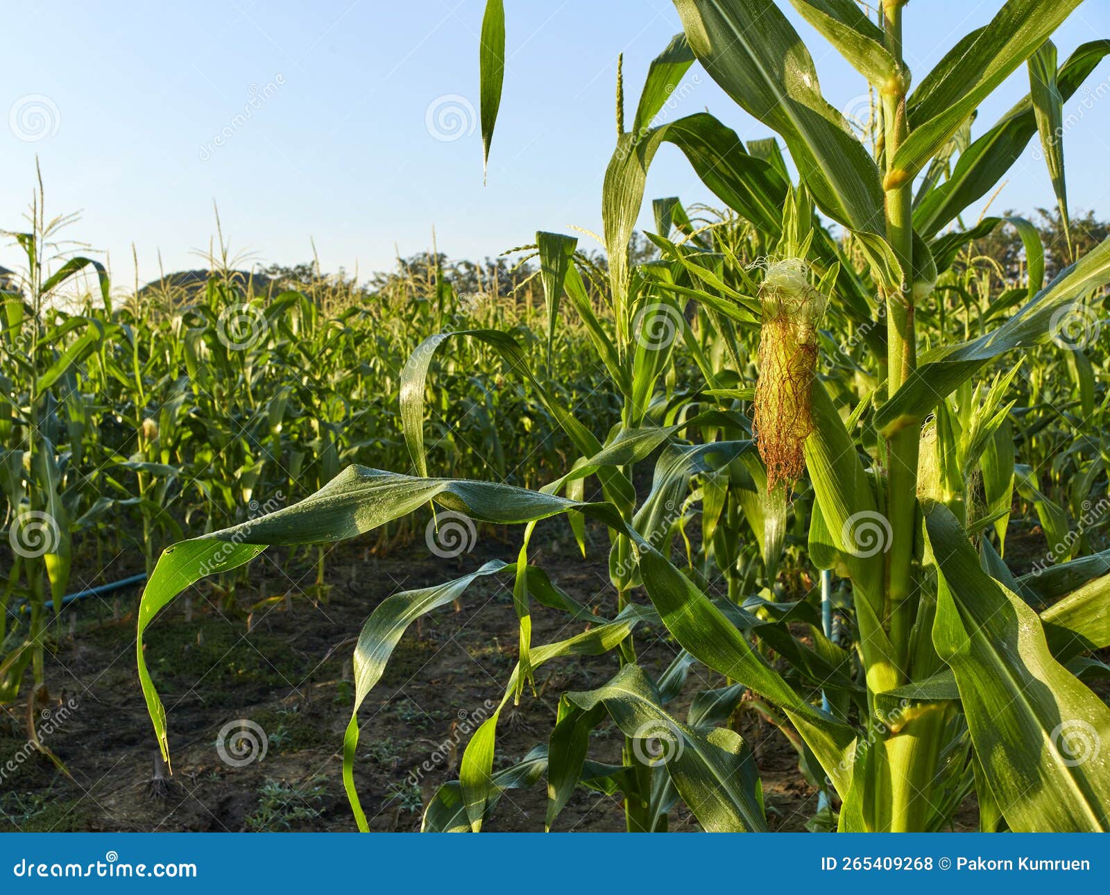 Morning Sunrise Over the Corn Field Stock Photo - Image of springtimes ...