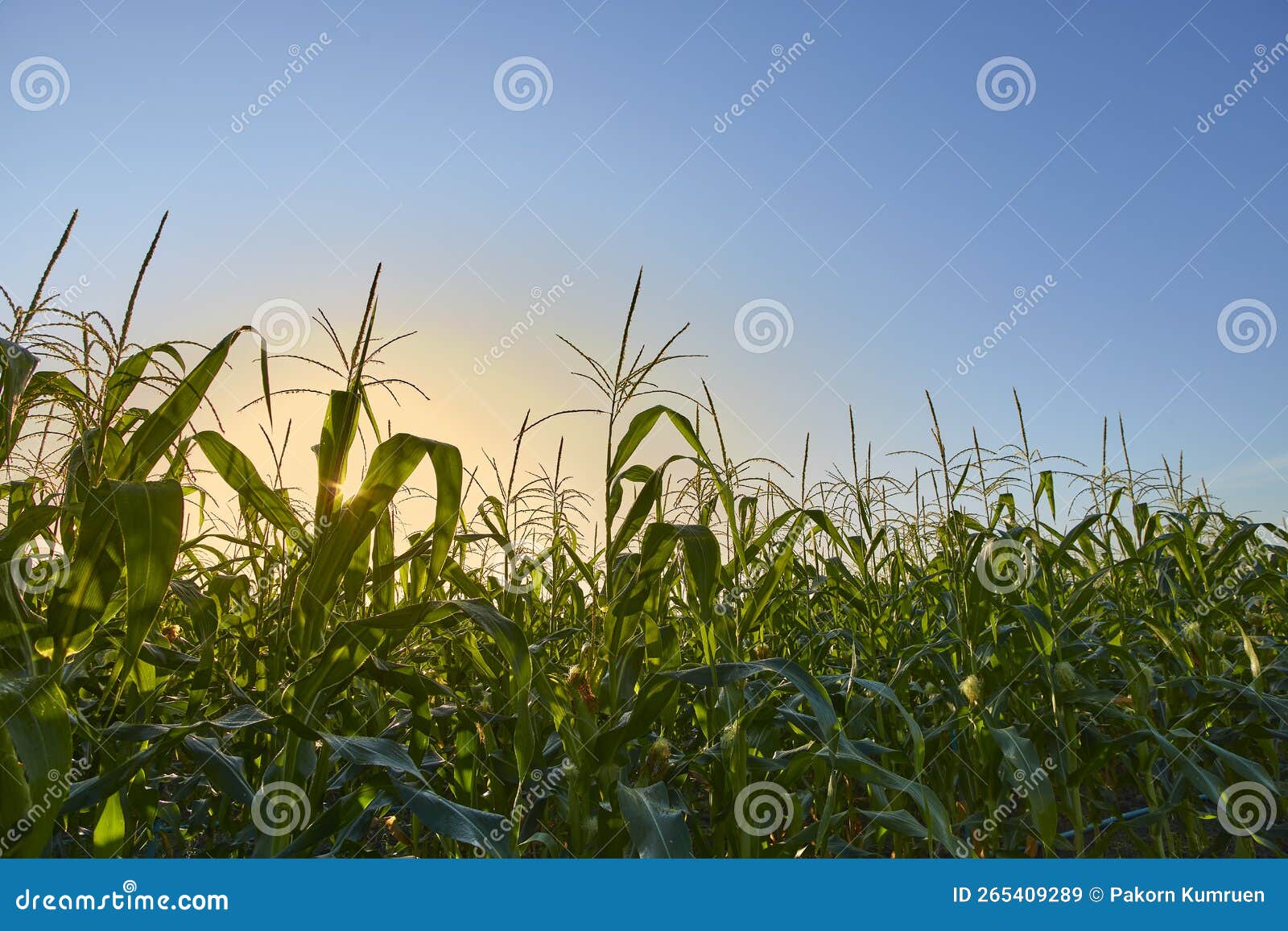 Morning Sunrise Over the Corn Field Stock Image - Image of farmings ...