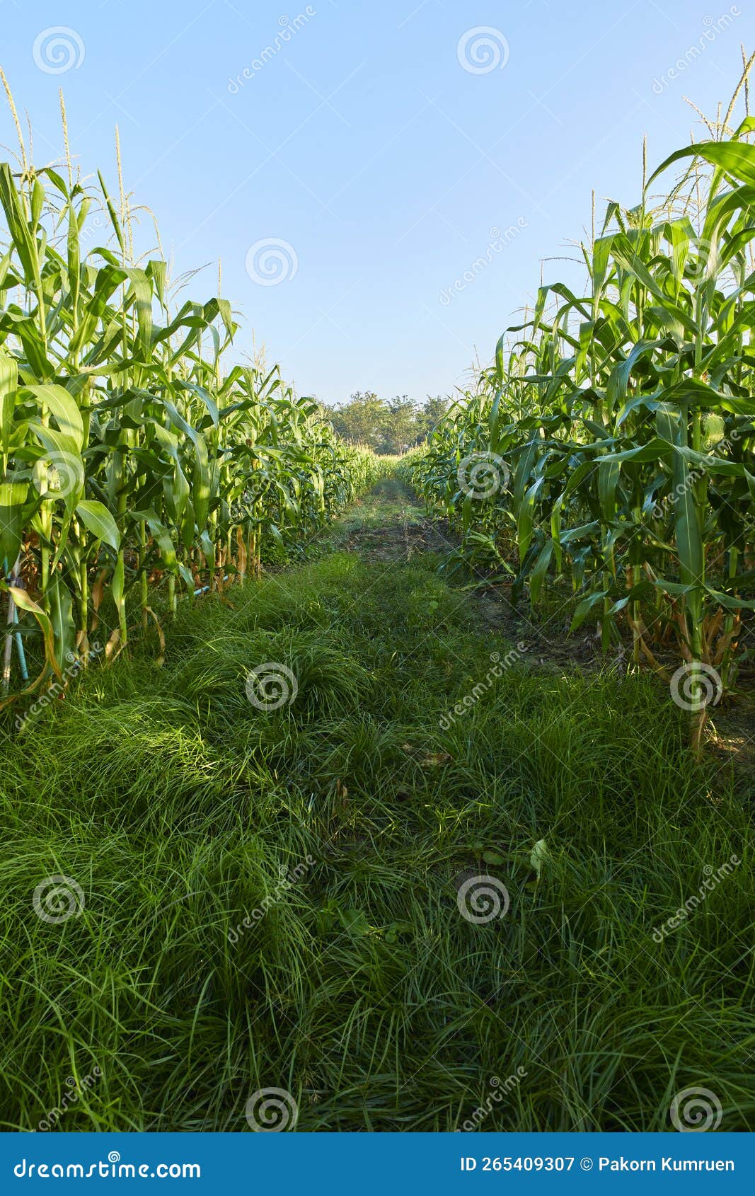 Morning Sunrise Over the Corn Field Stock Image - Image of growths ...