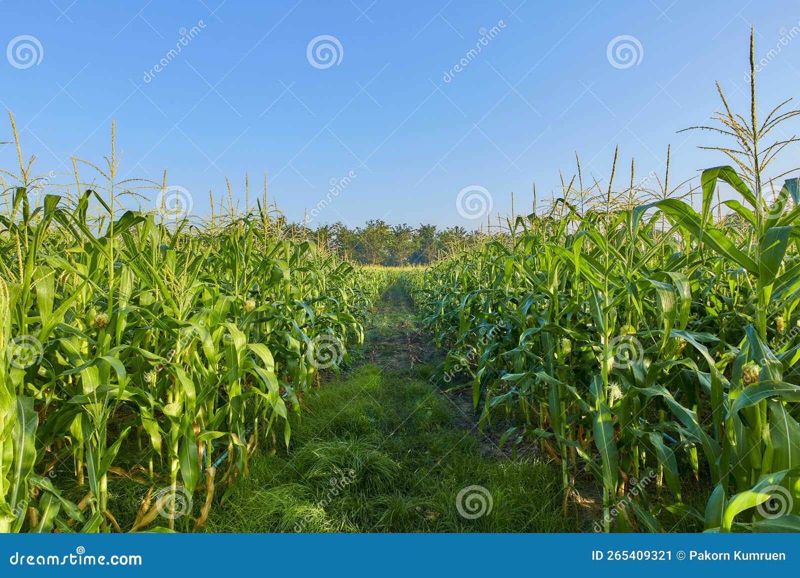 Morning Sunrise Over the Corn Field Stock Image - Image of plantations ...