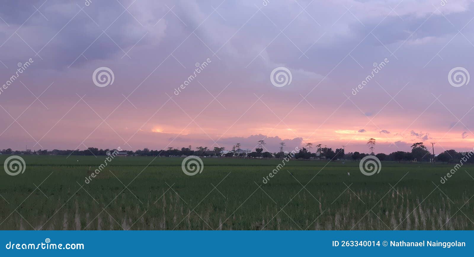 Morning Sunrise Over Rice Field Stock Photo - Image of hill, evening ...