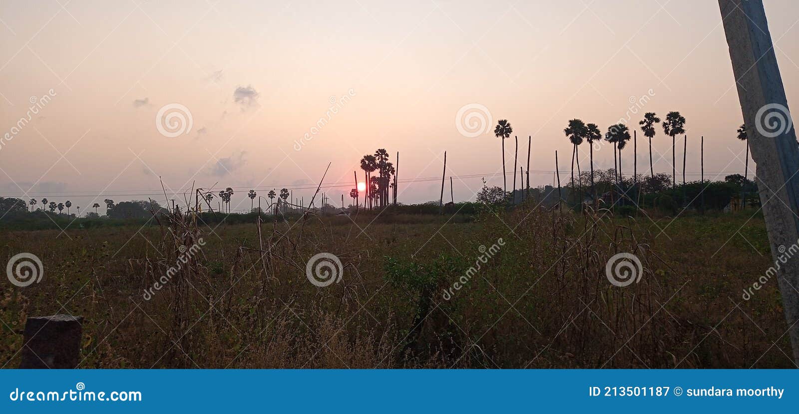 Morning Sunrise with Palm Trees Stock Image - Image of prairie, wind ...