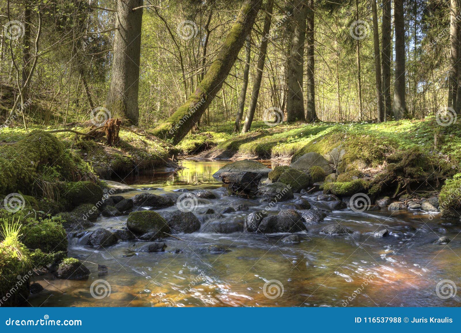 Morning Sunrise in the Wild Forest on River Over Rocks Stock Photo ...