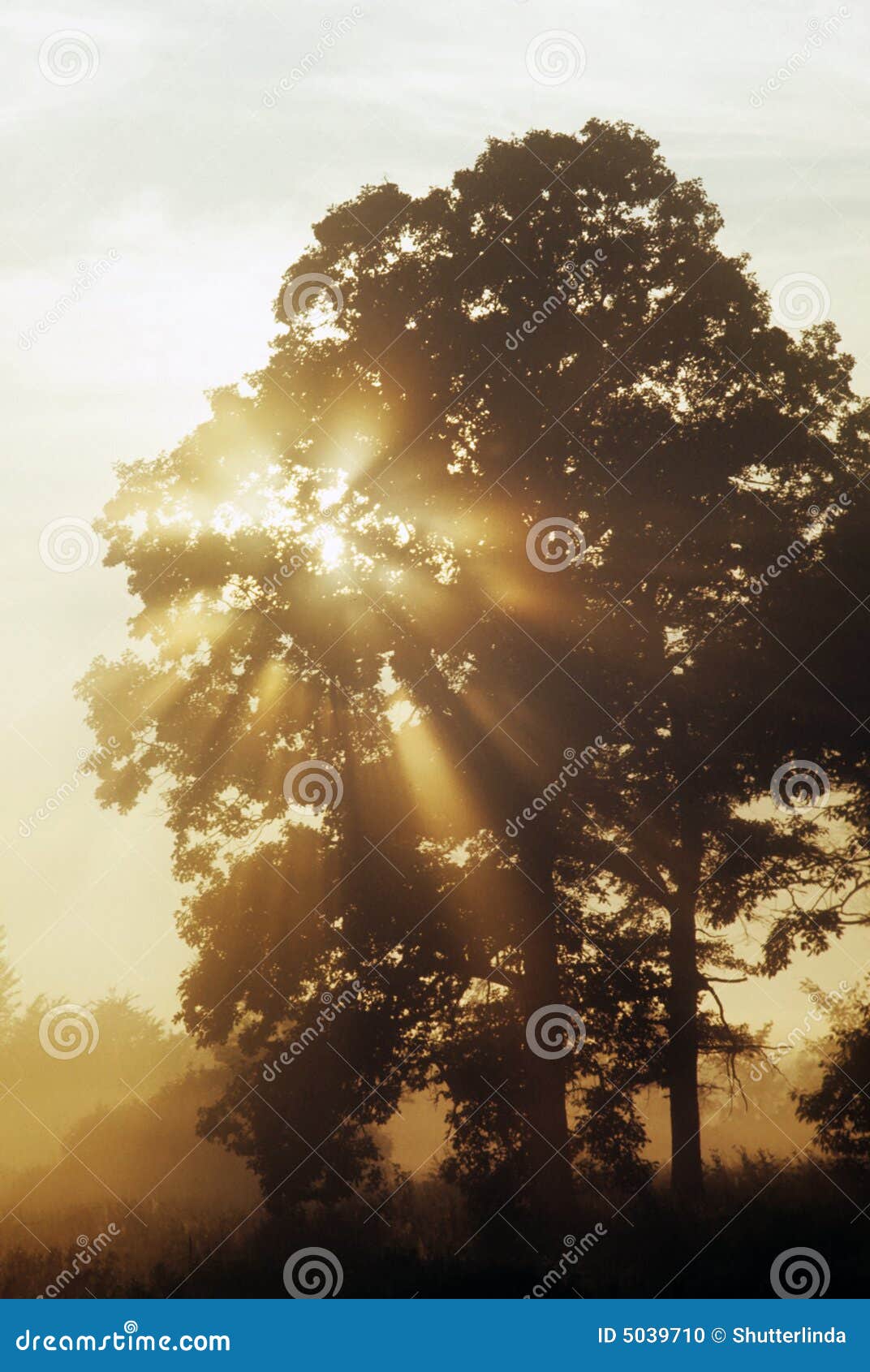 Morning Sunset stock photo. Image of clouds, trees, forest - 5039710