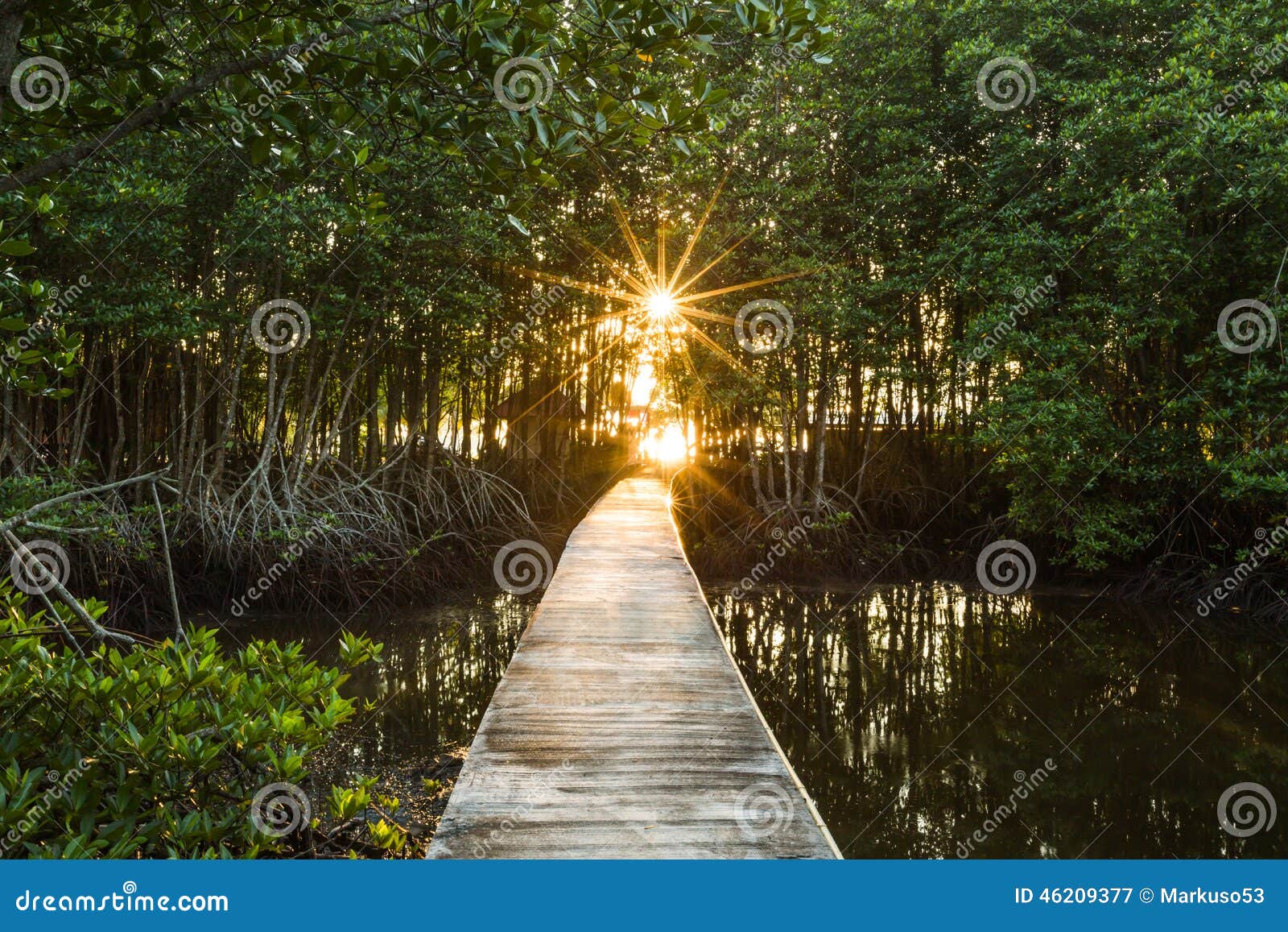 Morning Sunshine stock image. Image of jungle, rainforest - 46209377