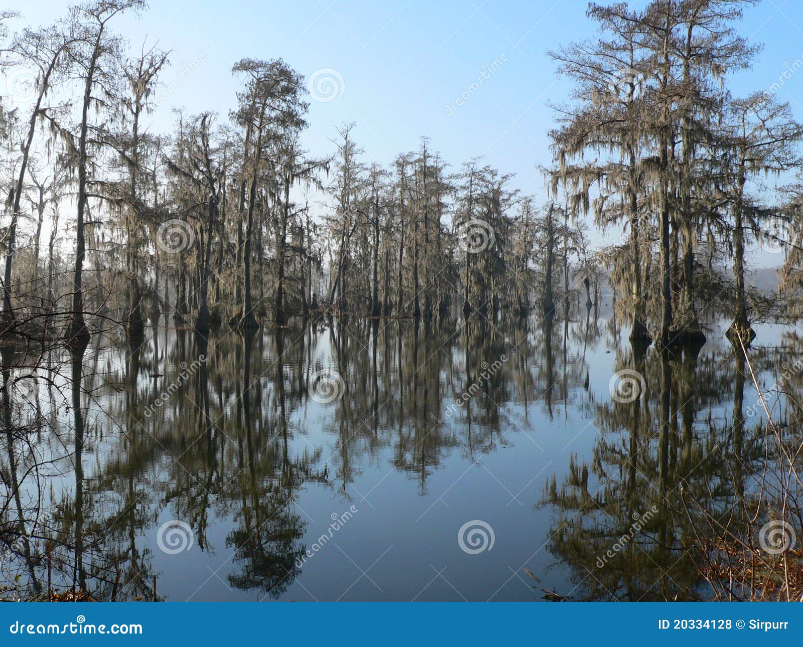 Morning in the swamp stock photo. Image of martin, bridge - 20334128