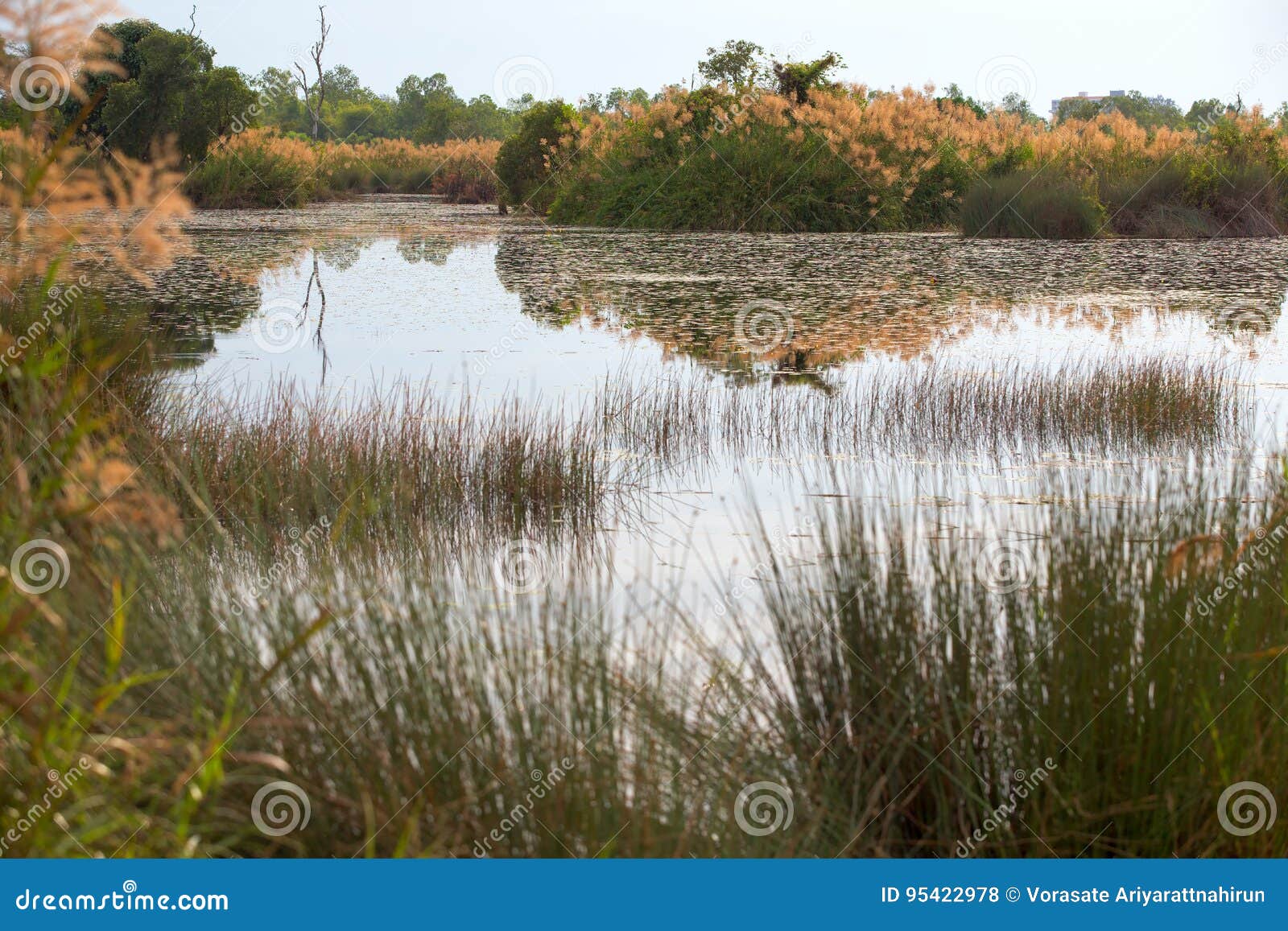 Morning in swamp area stock photo. Image of mysterious - 95422978