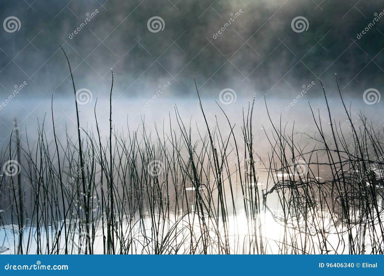 Morning in the Swamp, Marsh. Water and Grass, Dew. Karelia Stock Photo ...