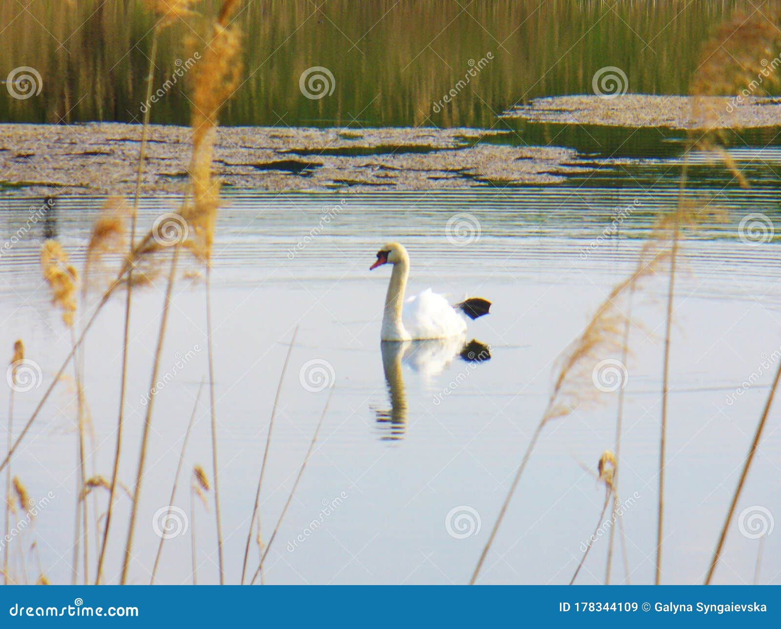 Morning Swan on pond stock image. Image of light, white - 178344109