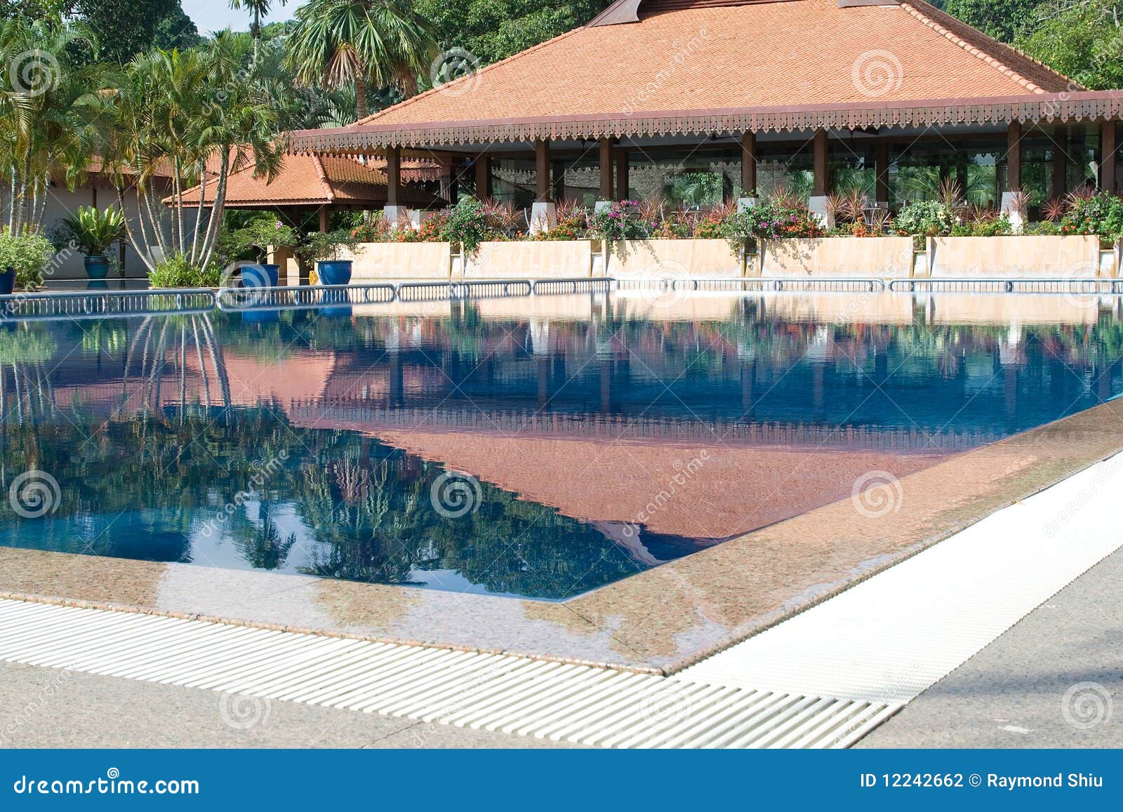 Morning swim stock photo. Image of relaxing, blue, pool - 12242662