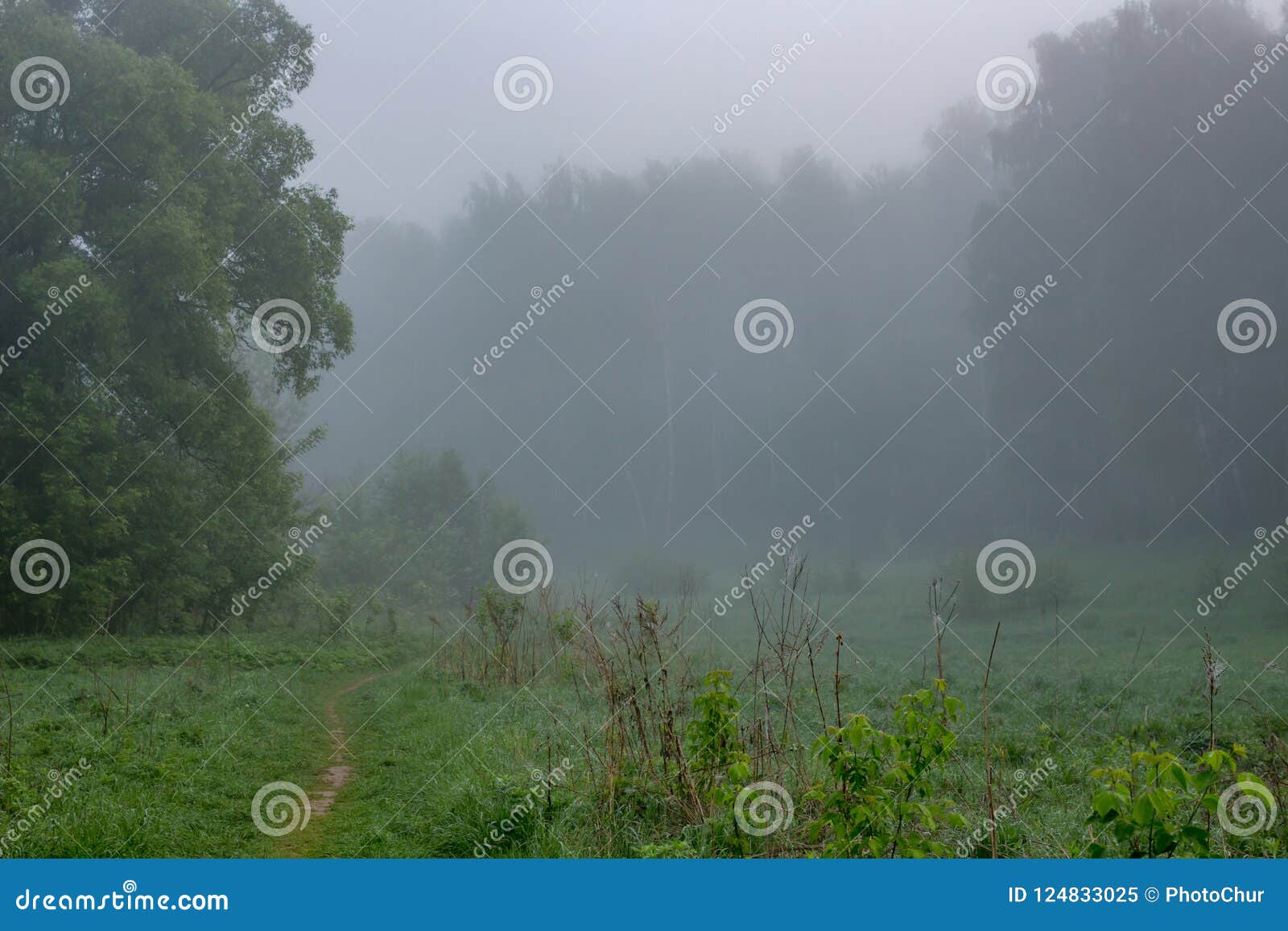 Morning Thick Fog at the Edge of the Forest Stock Image - Image of ...