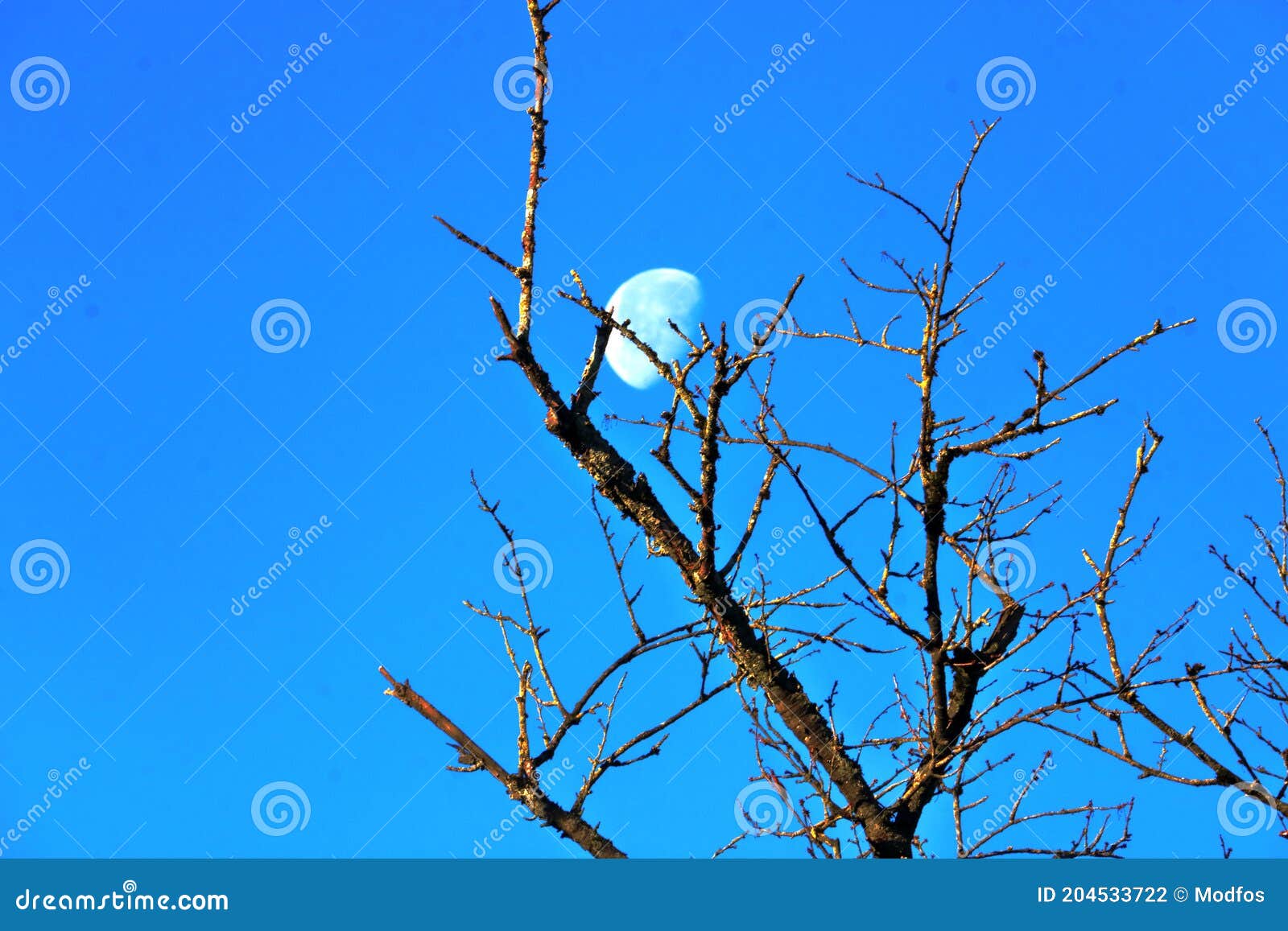 Three Quarter Winter Moon stock photo. Image of round - 204533722