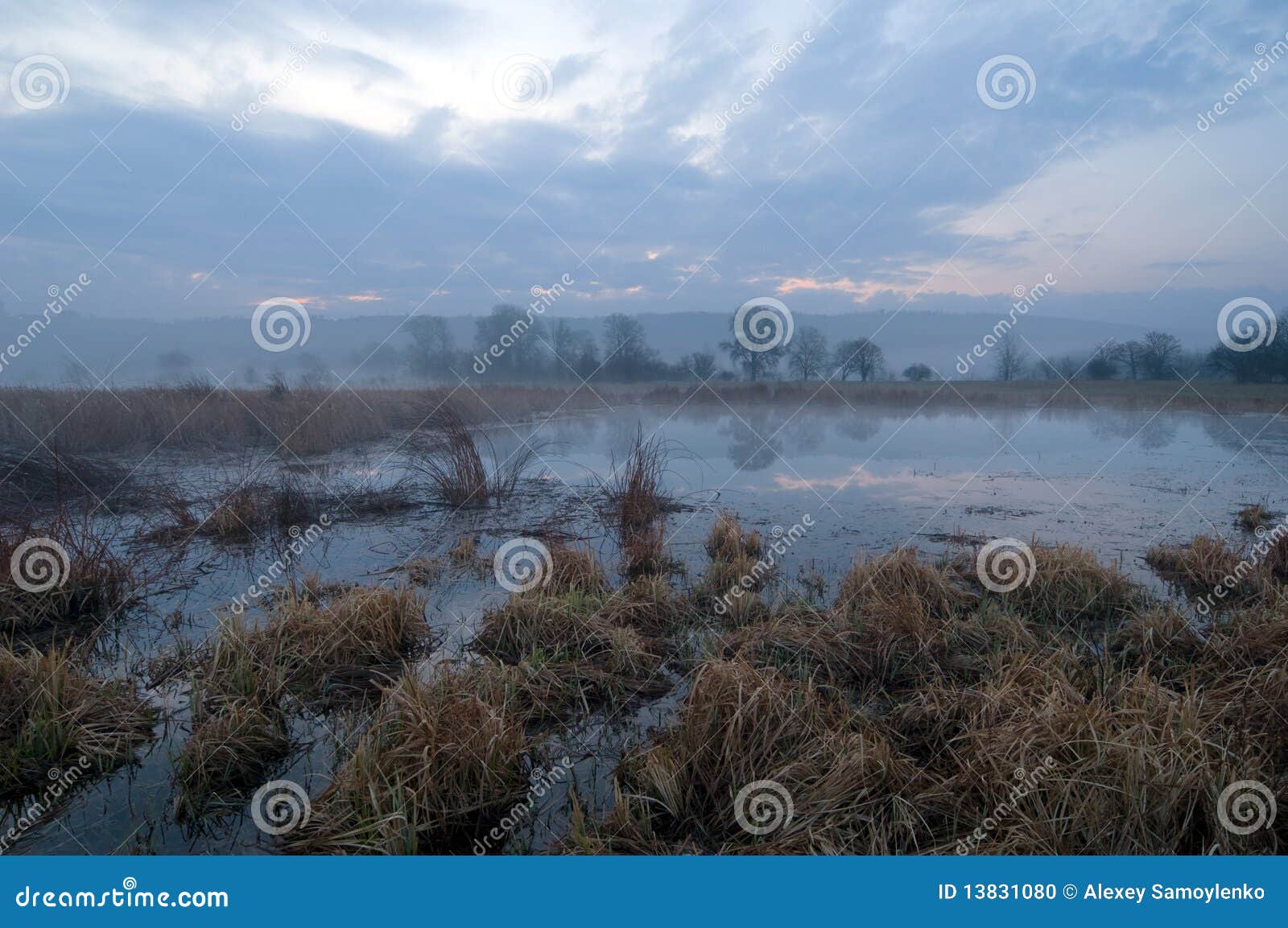 Morning time in swamp area stock photo. Image of morning - 13831080