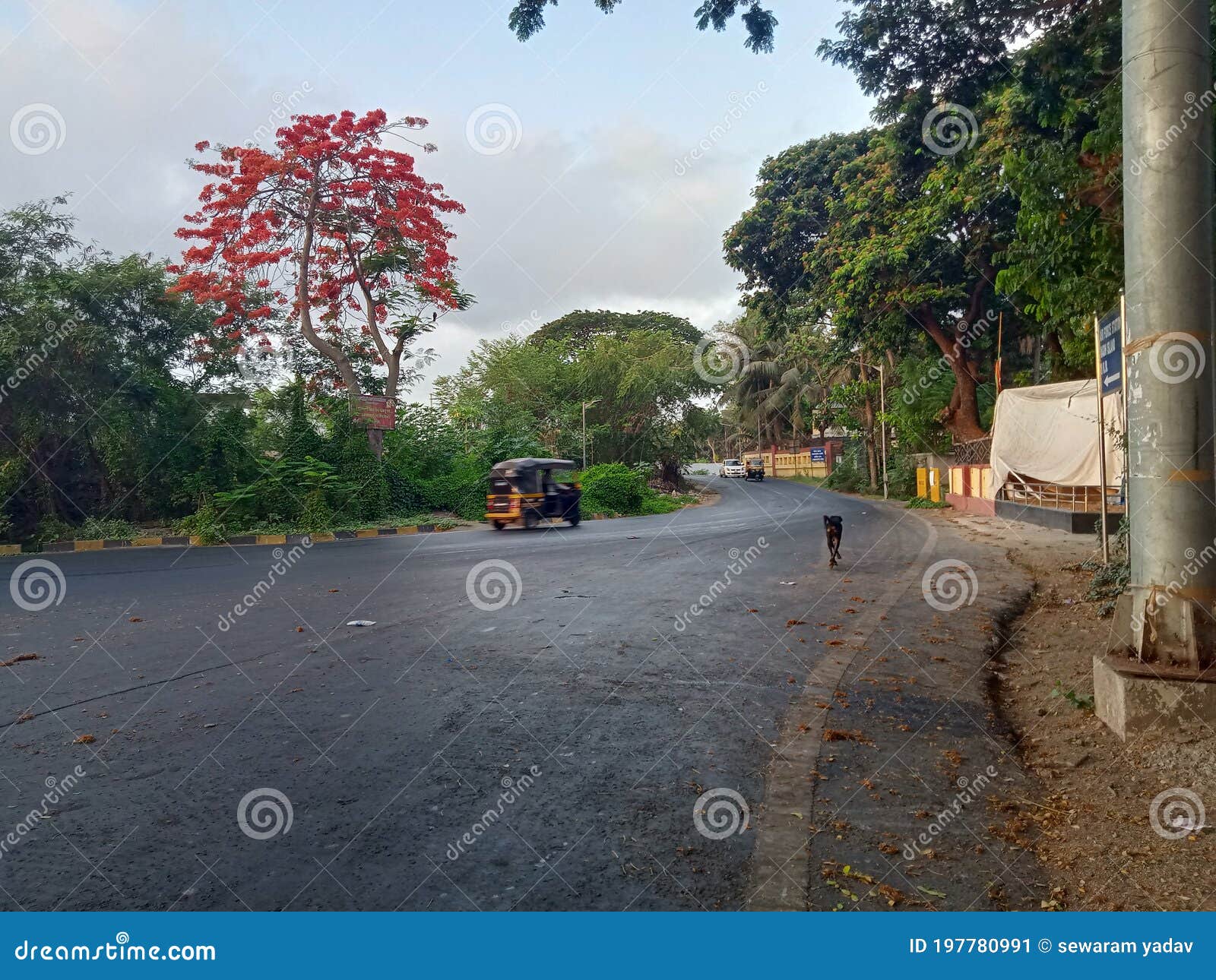 Morning Time Weau Red Flowe Tree Stock Image - Image of time, flowe ...