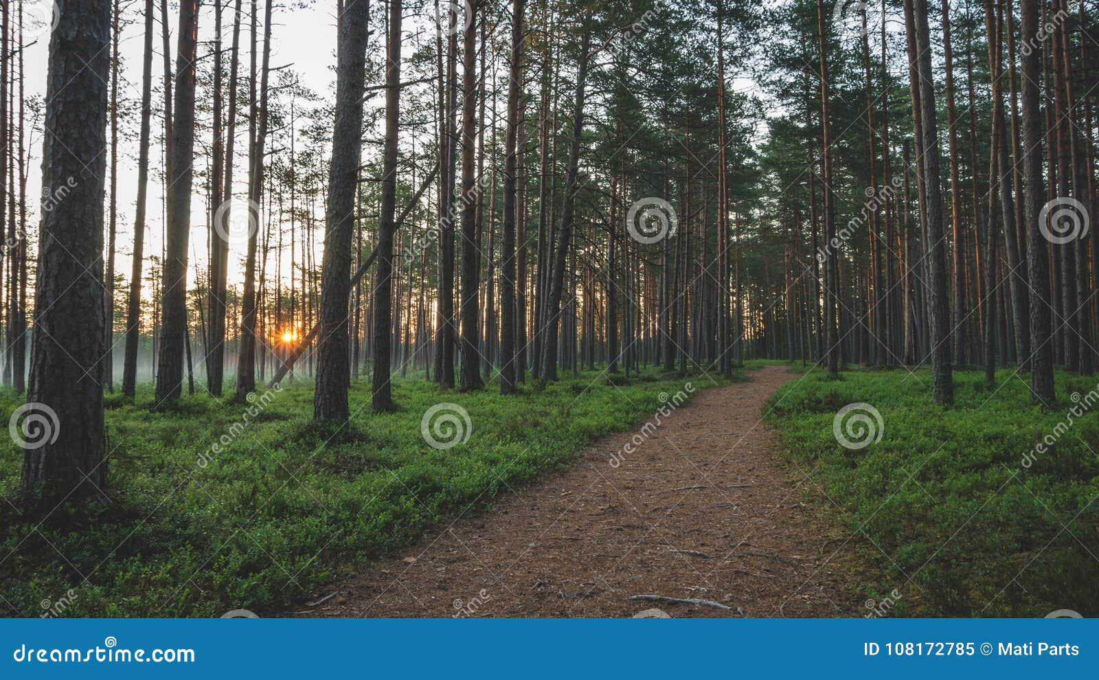 The Morning Trail in the Pine Forest Stock Image - Image of morning ...