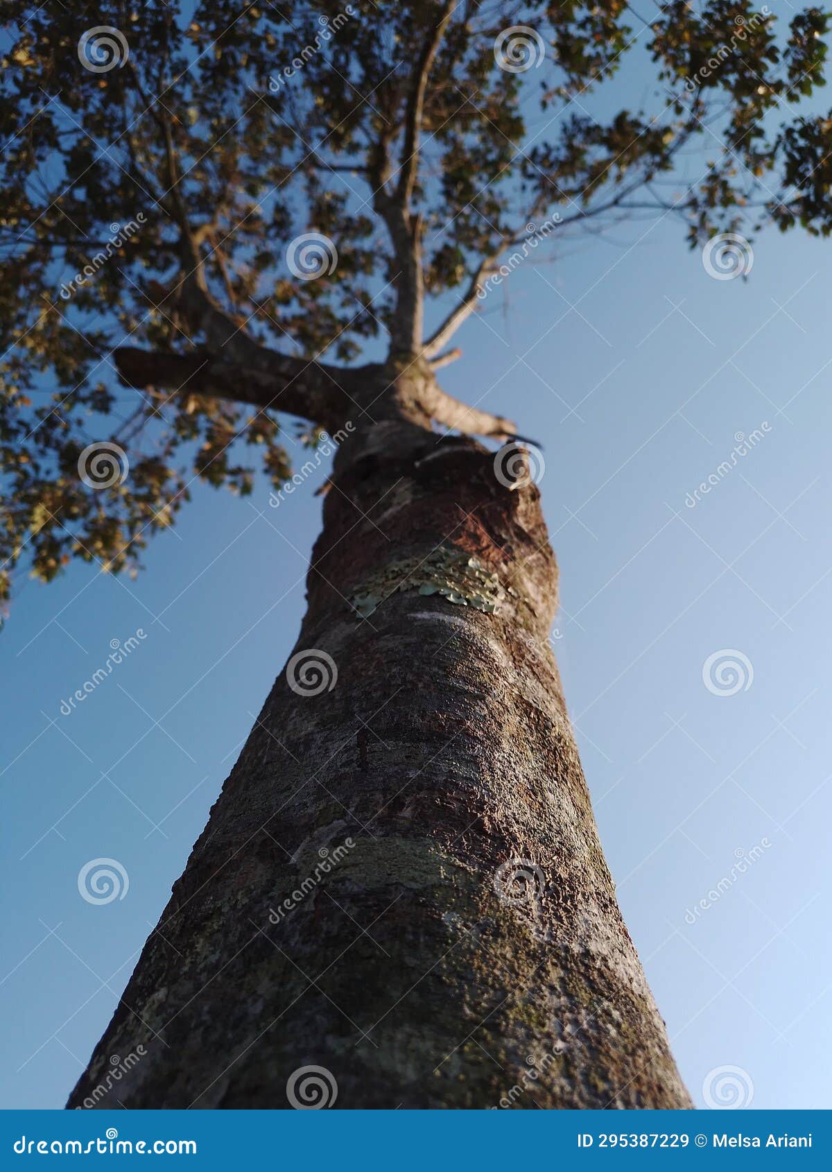 Morning Tree with Clear Sky in the School Stock Image - Image of clear ...