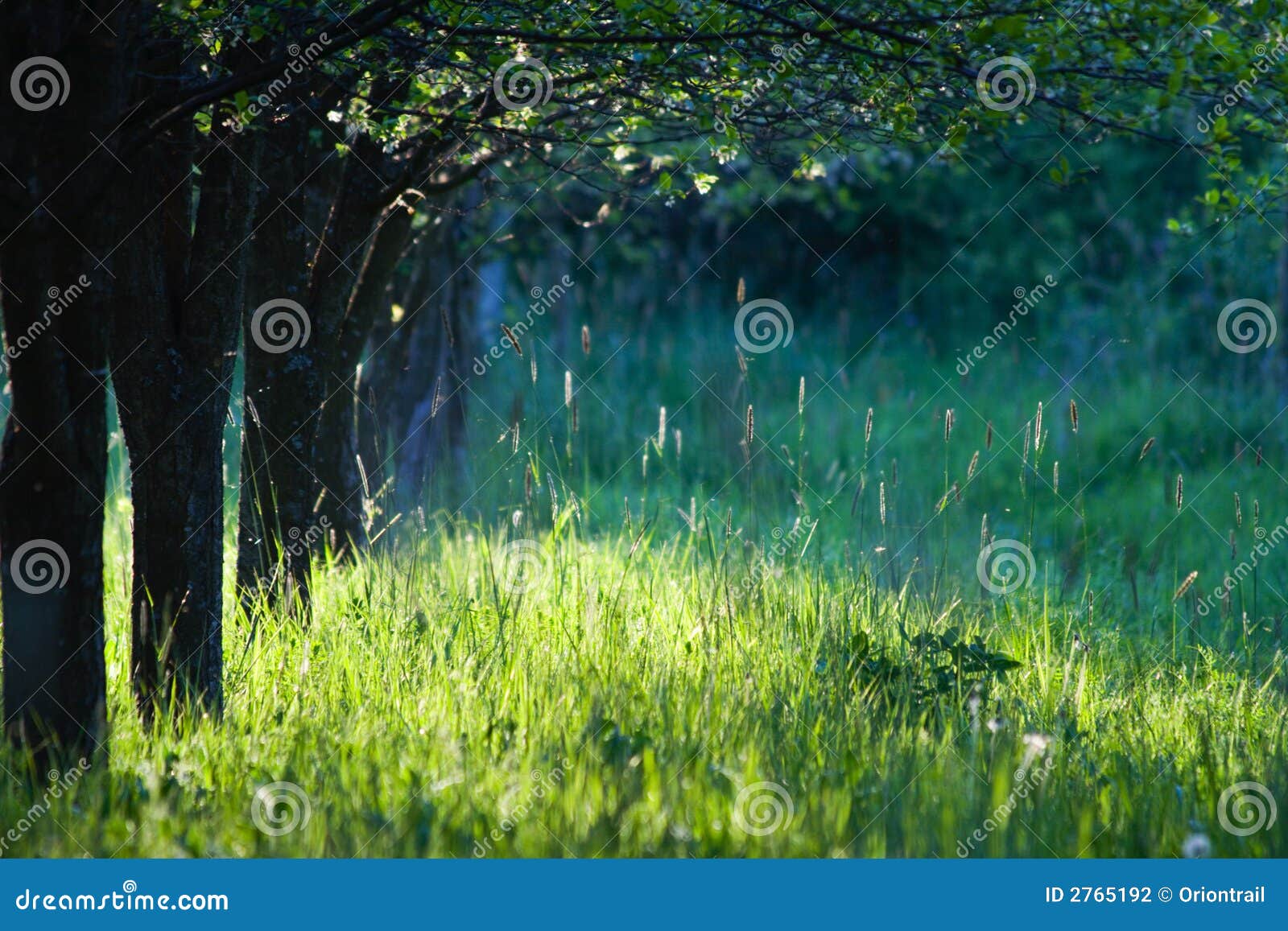 Morning tree row stock photo. Image of macro, background - 2765192