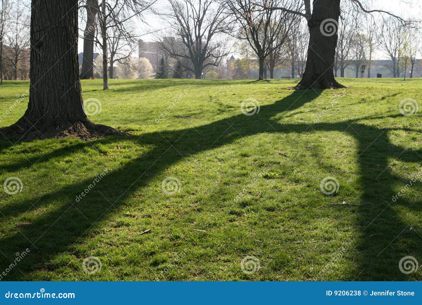 Morning Tree Shadows stock photo. Image of grass, outside - 9206238