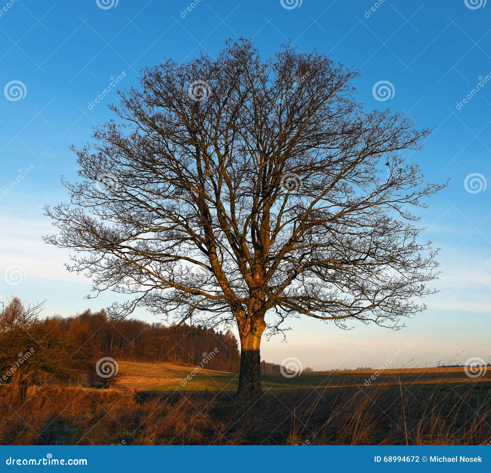 Morning with tree editorial photography. Image of blue - 68994672