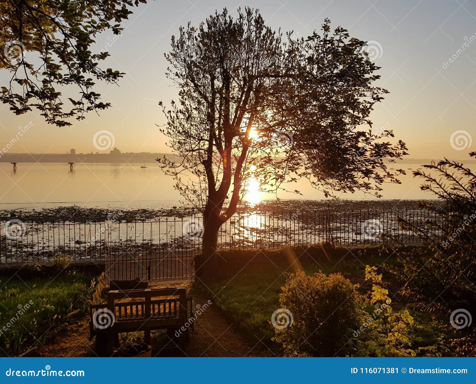 Morning tree stock image. Image of morning, garden, tree - 116071381